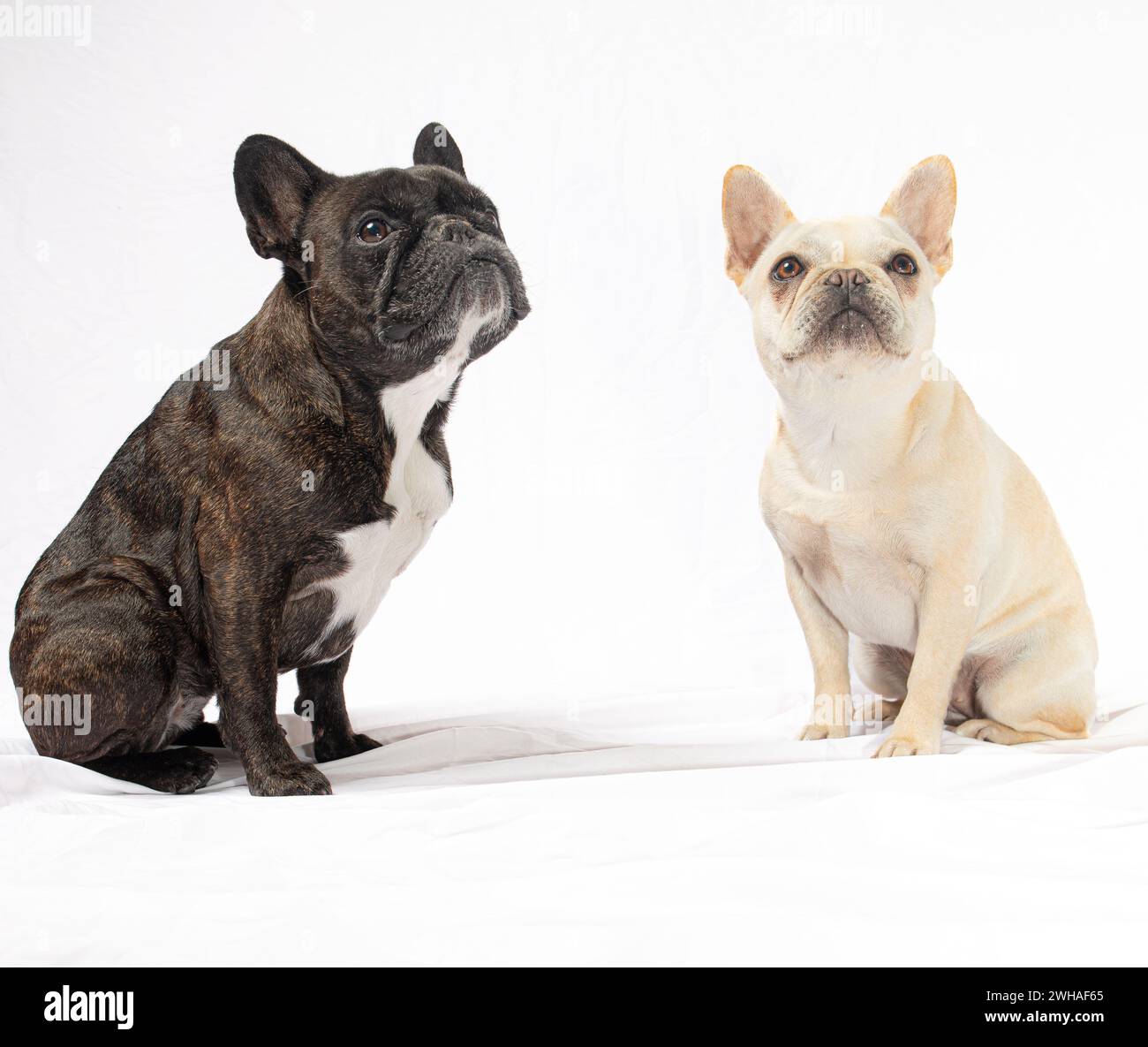 A portrait of two French bulldog puppies Stock Photo - Alamy
