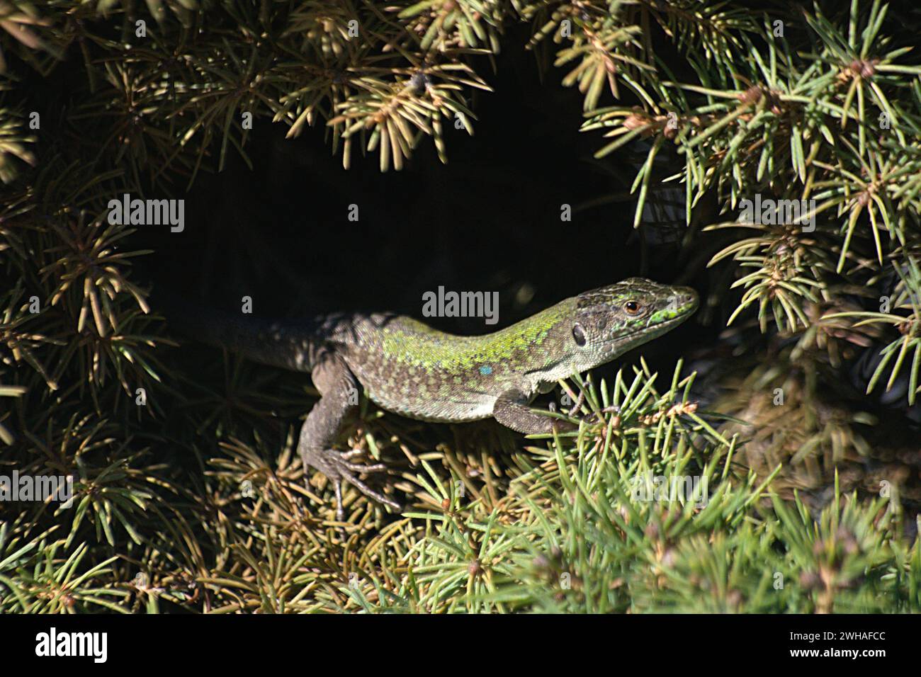 A tiny Podarcis lizard perched on a little pine tree, blending into the ...