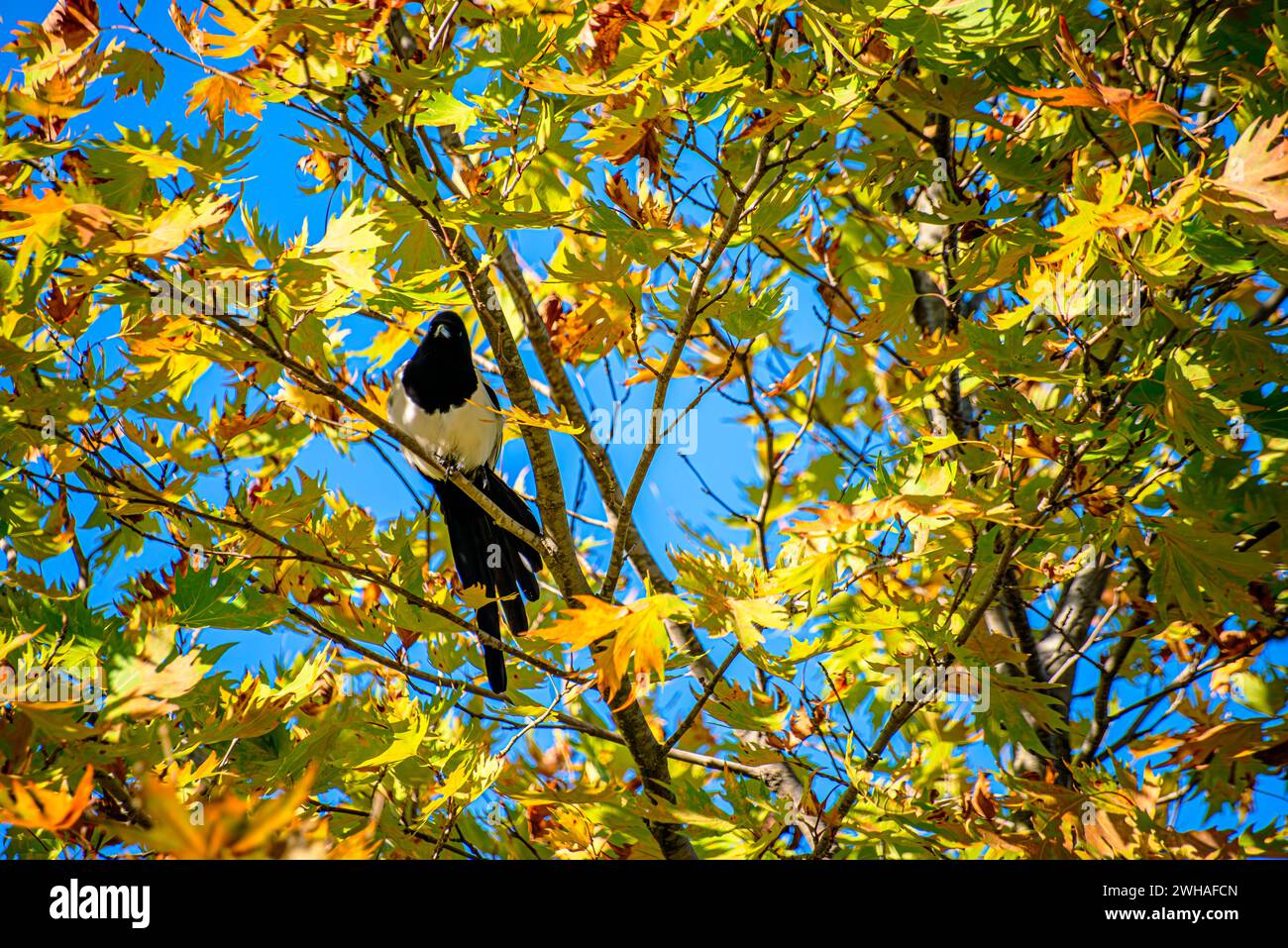 Observant animal hi-res stock photography and images - Alamy