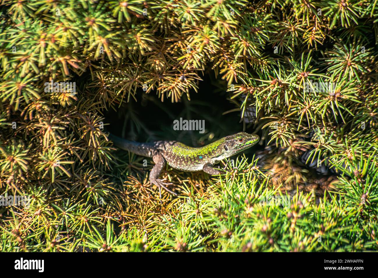 A tiny Podarcis lizard perched on a little pine tree, blending into the ...