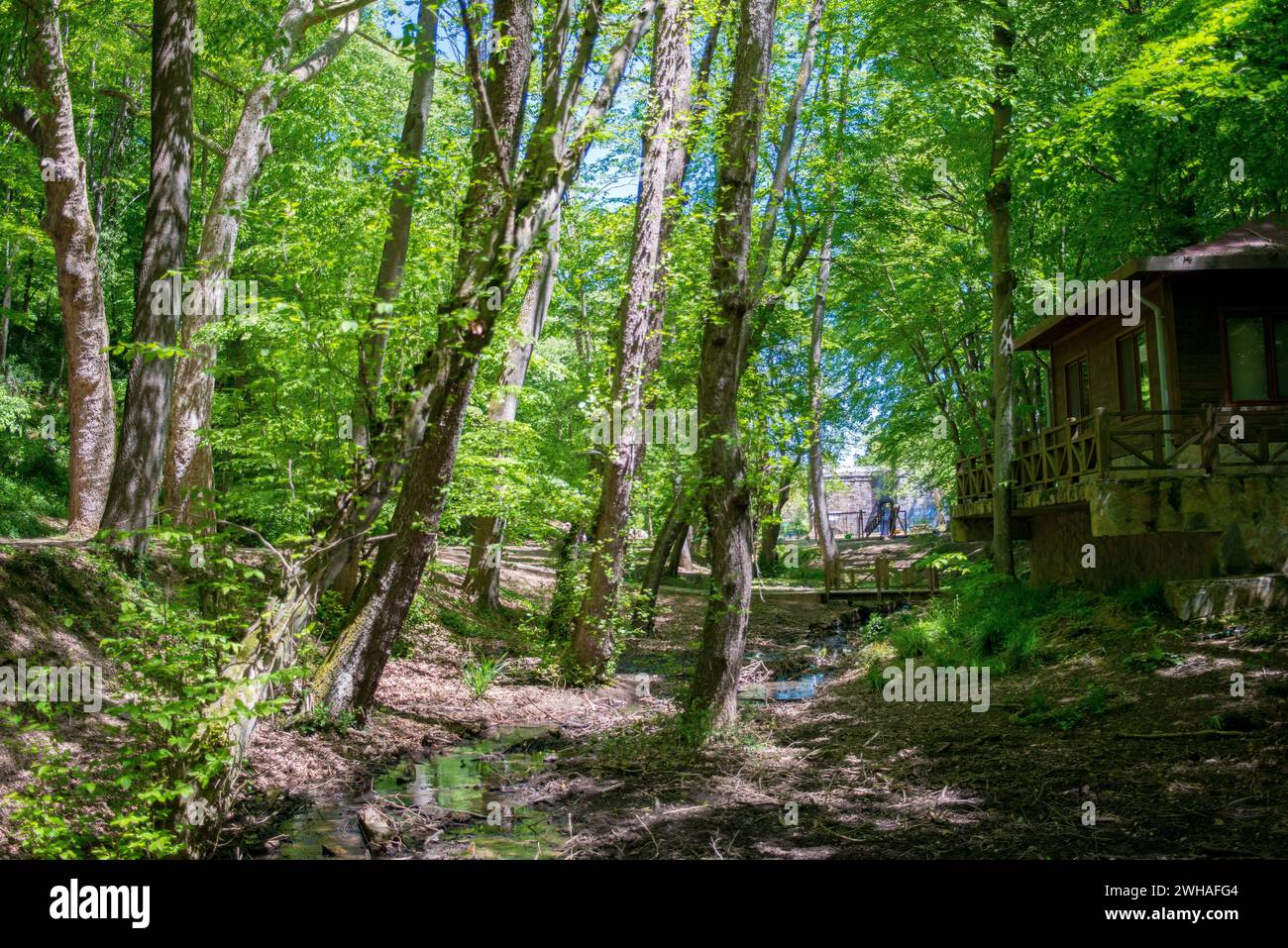 A calm and green forest, a haven of tranquility, showcasing nature's ...