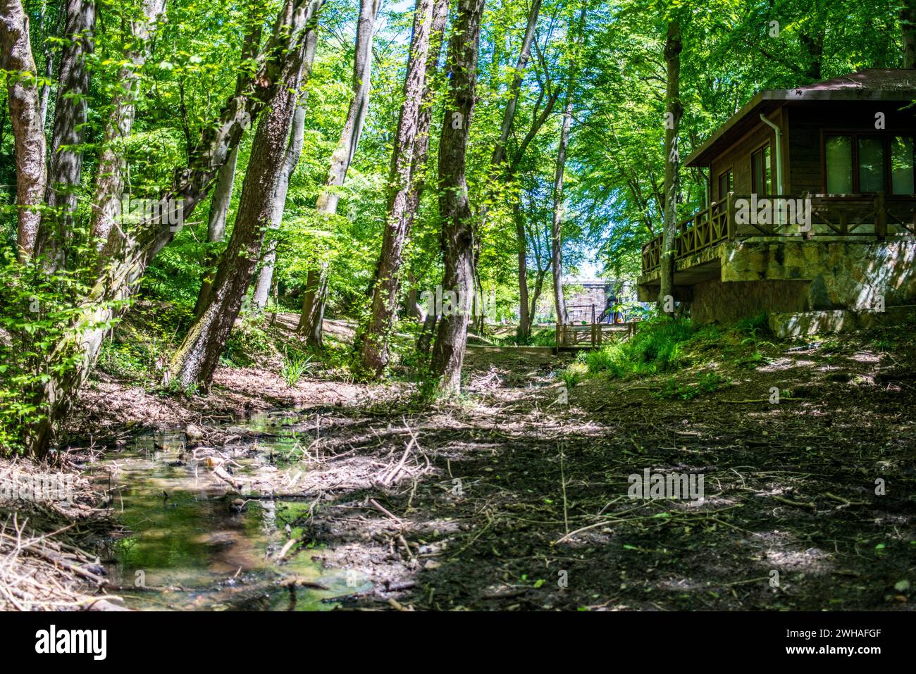 A calm and green forest, a haven of tranquility, showcasing nature's ...