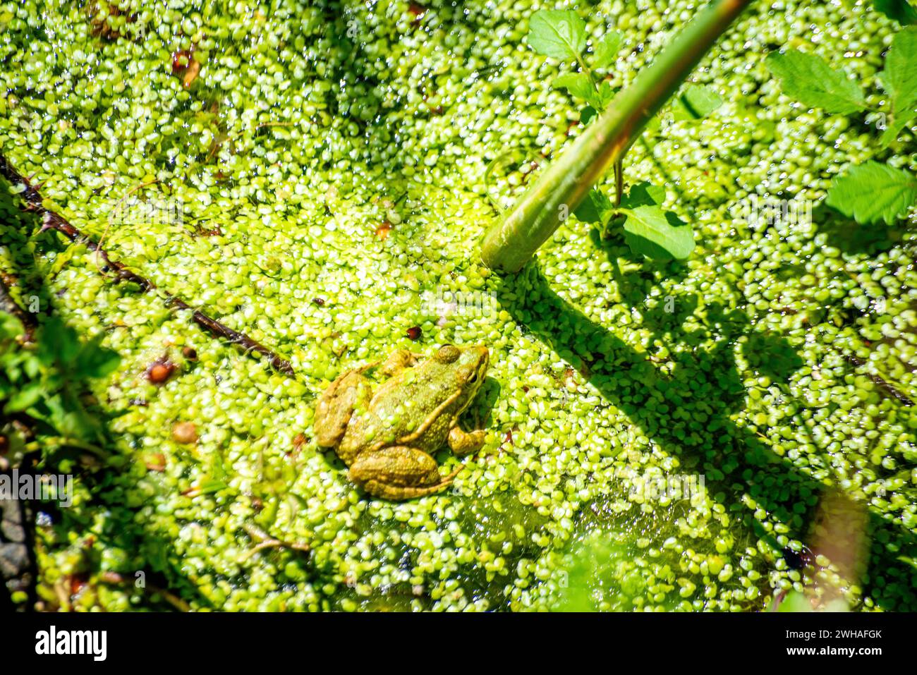 A vibrant frog in a green pool, blending with the lush surroundings ...