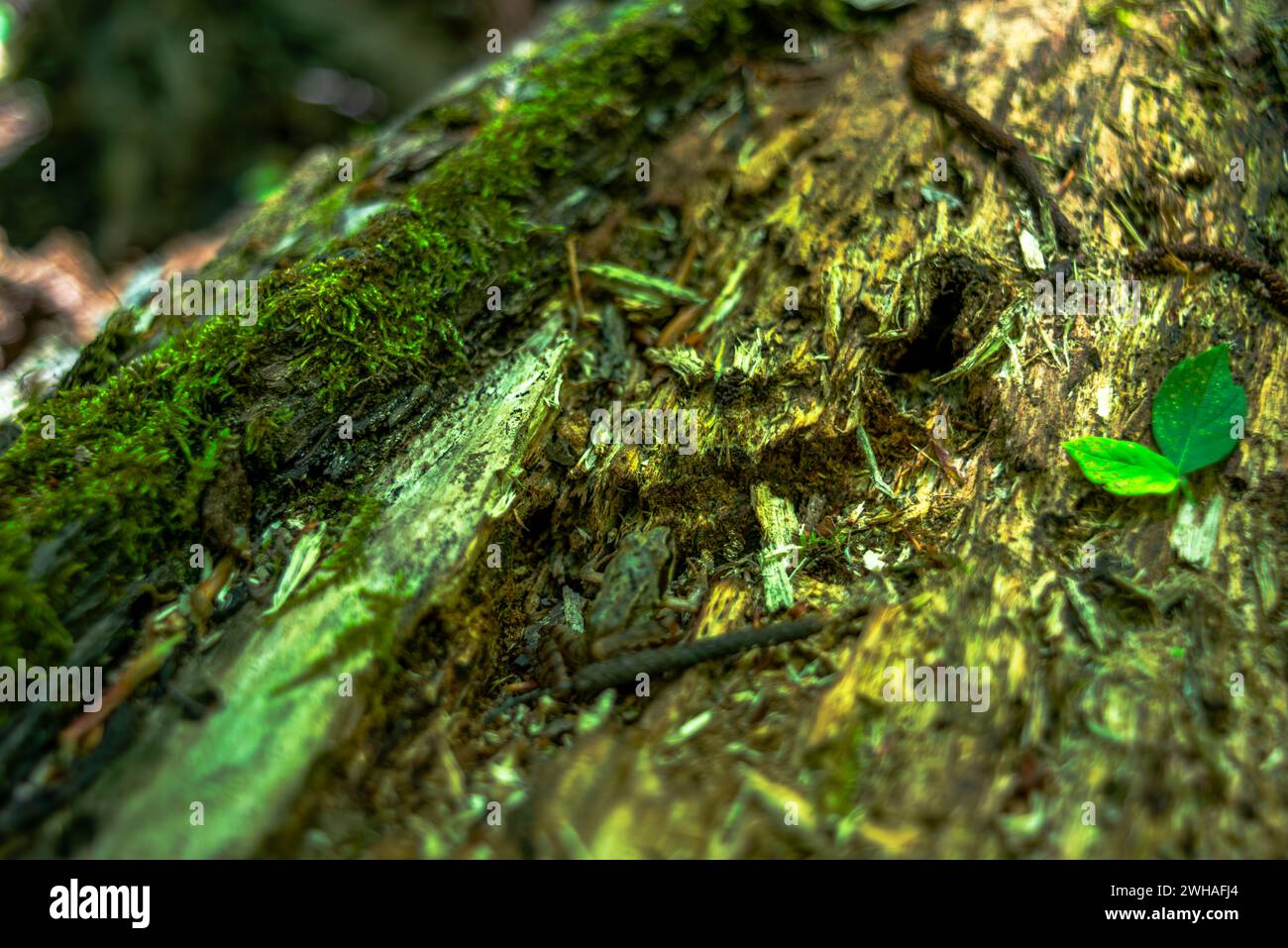 A little frog on a tree trunk in the forest, showcasing the vibrant ...