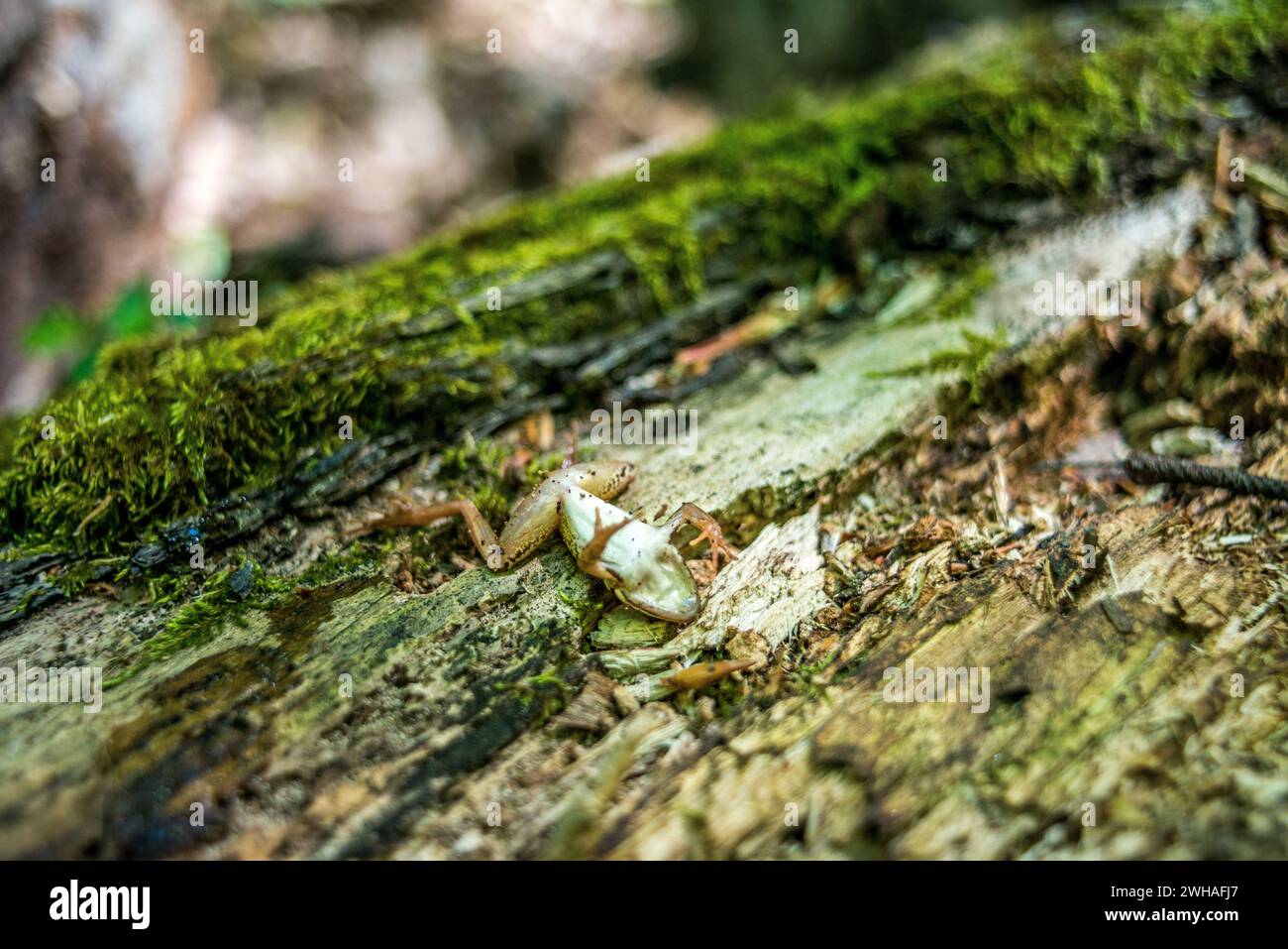 A little frog on a tree trunk in the forest, showcasing the vibrant ...