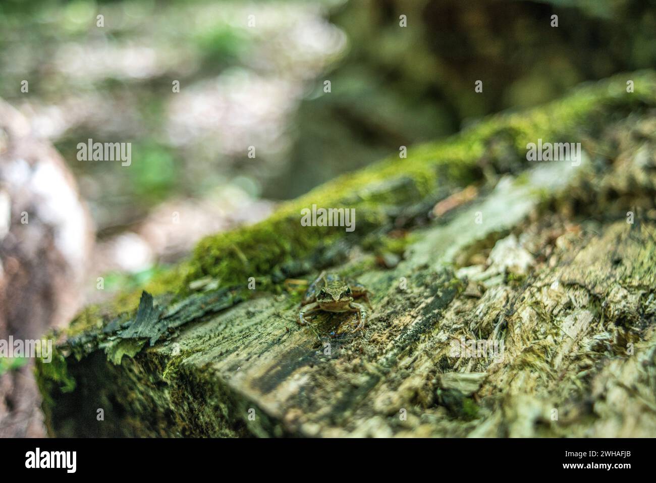 Woodland habitat hi-res stock photography and images - Alamy