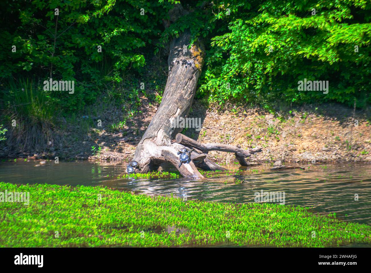Tortoises basking in sun hi-res stock photography and images - Alamy