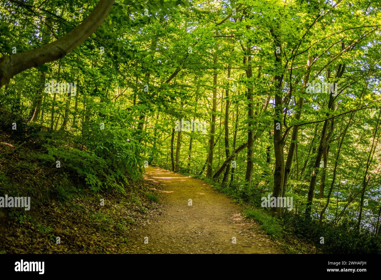 Road winds among trees hi-res stock photography and images - Alamy