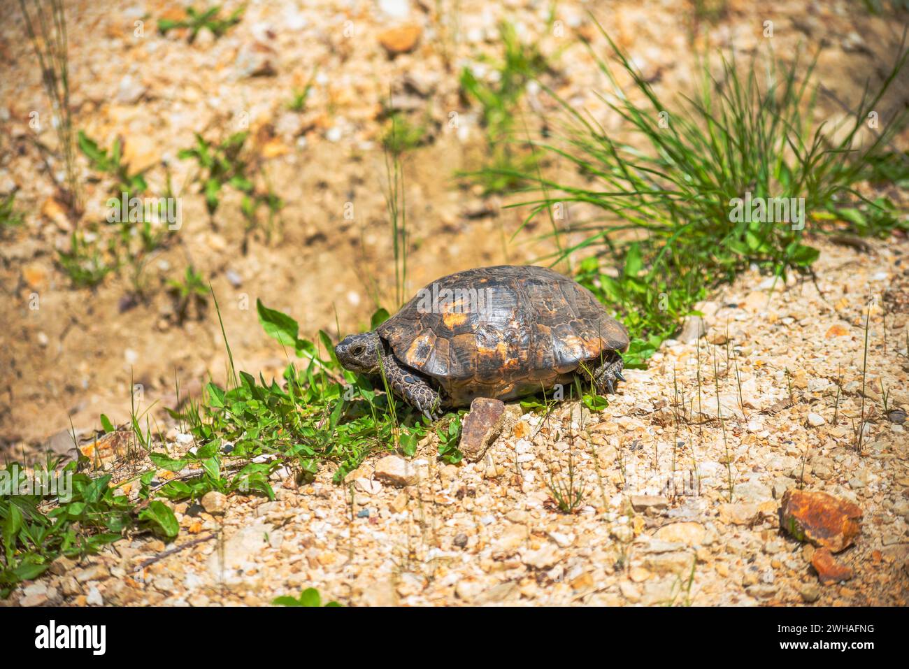 Wild testudo habitat hi-res stock photography and images - Alamy