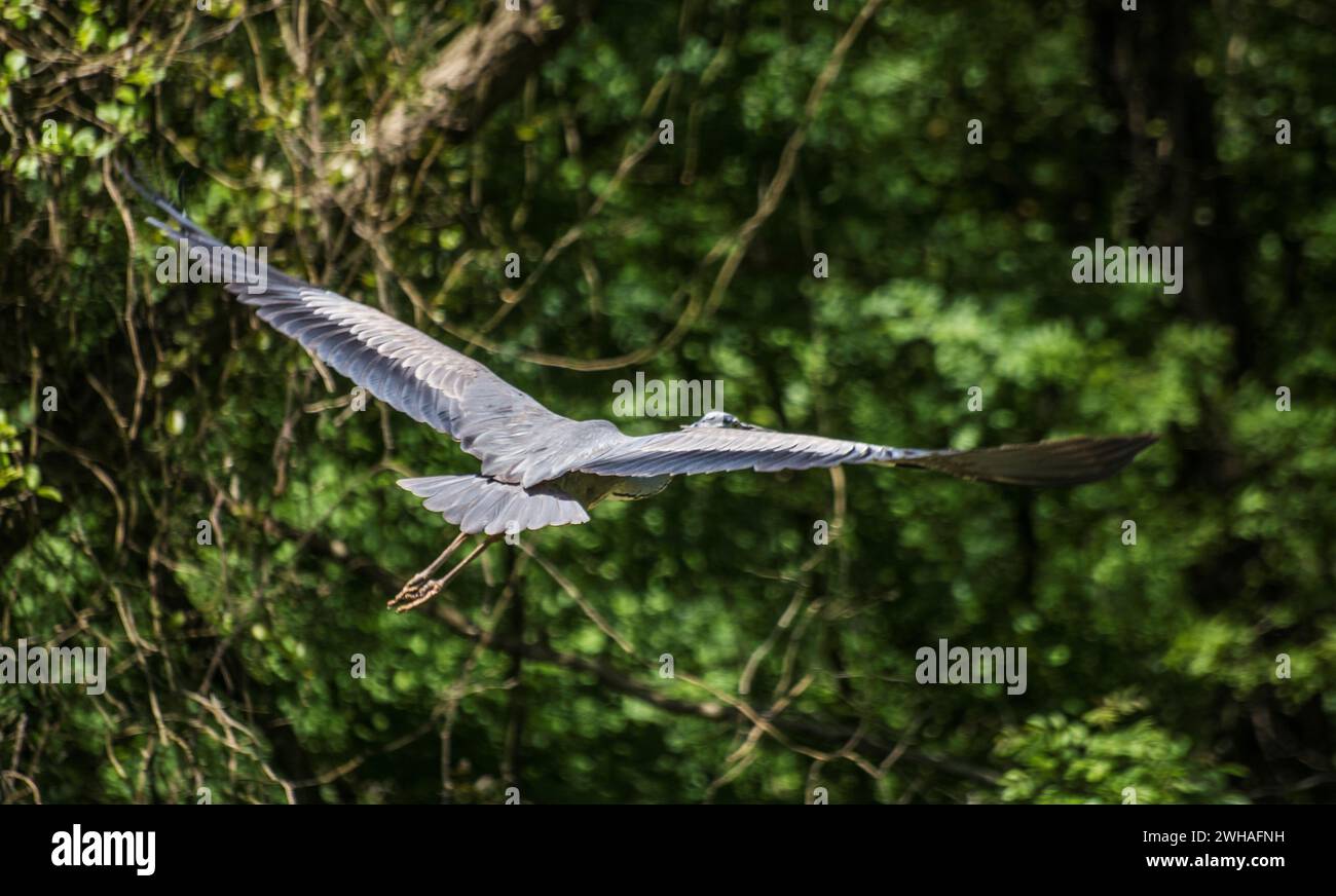 A majestic heron in flight, showcasing the airborne elegance and ...