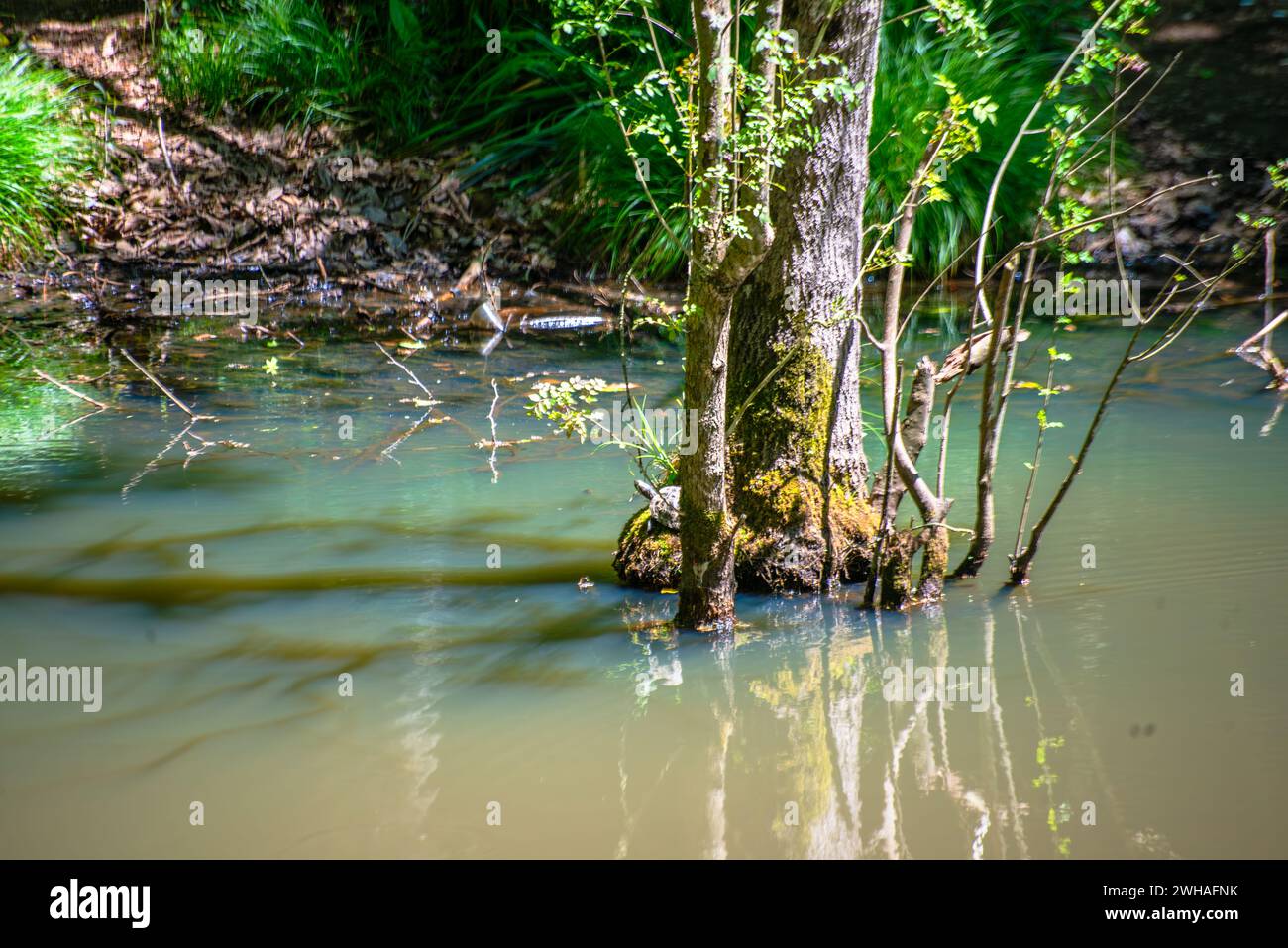 A serene scene of a tree gracefully submerged inside the tranquil ...