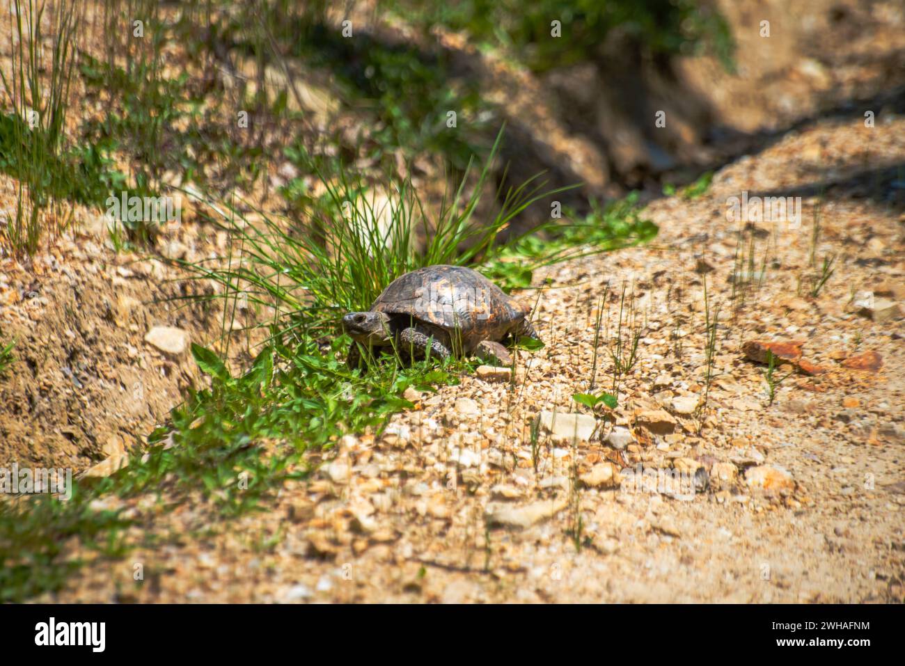 Natures testudo hi-res stock photography and images - Alamy