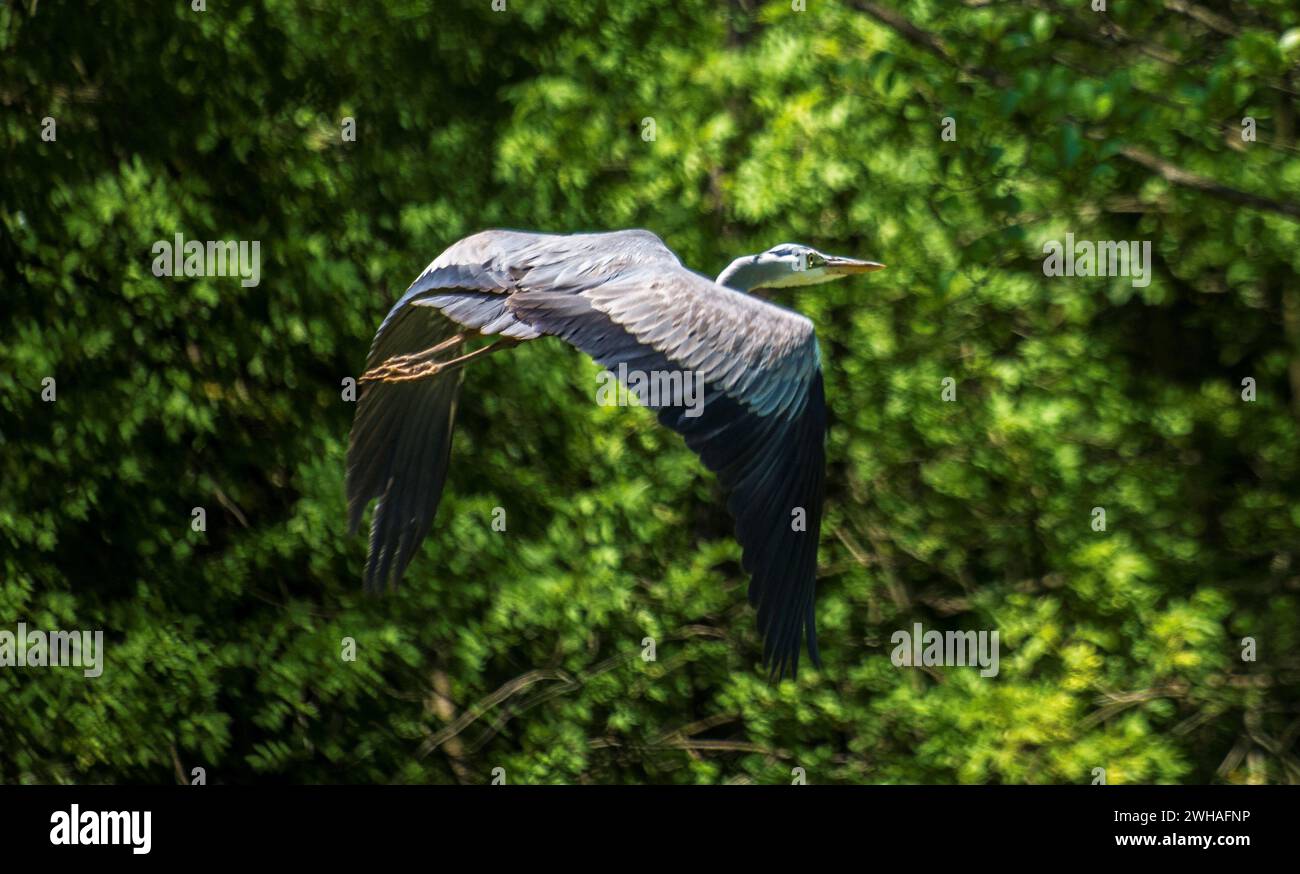 A majestic heron in flight, showcasing the airborne elegance and ...
