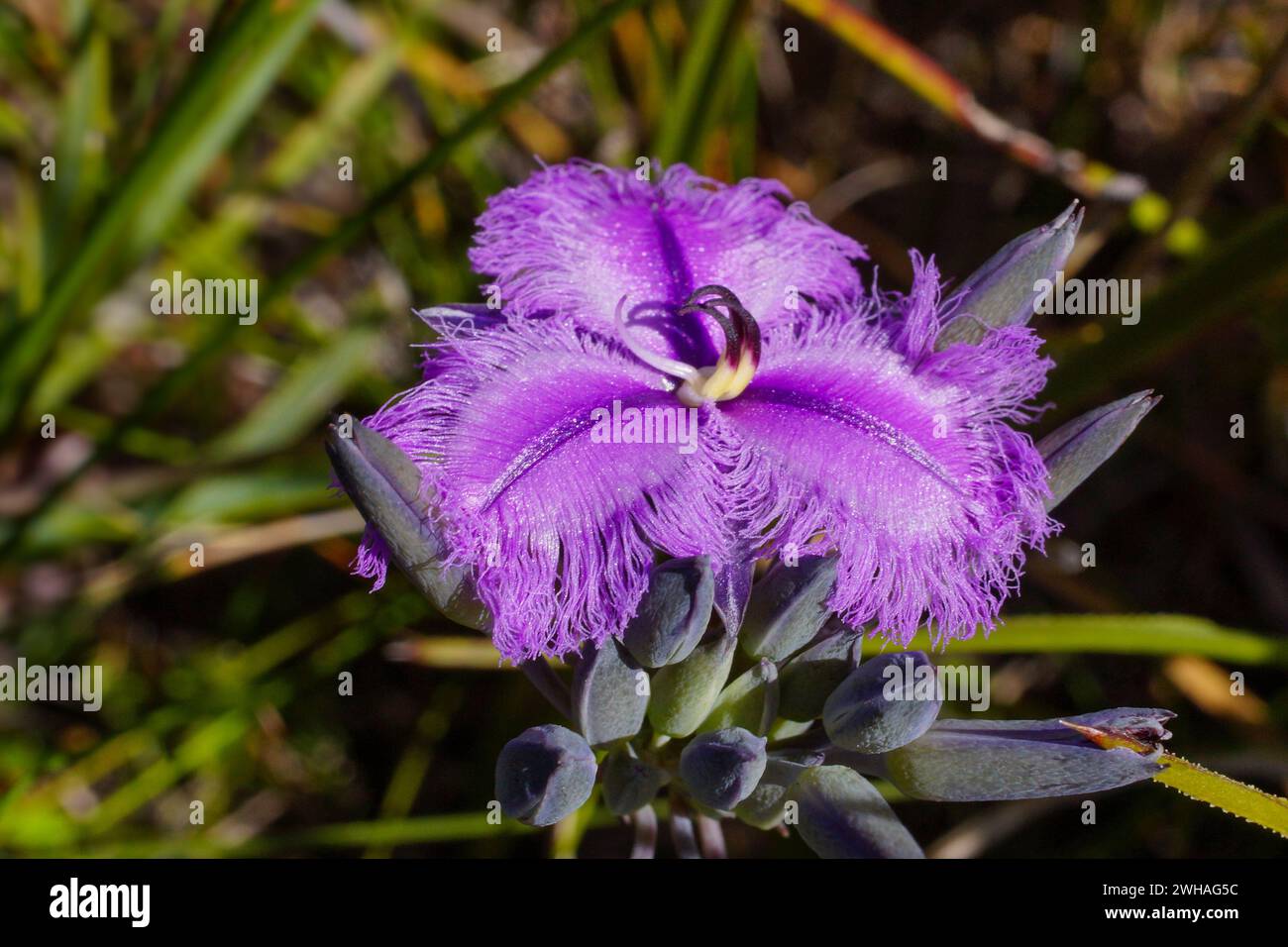 Fringe lily hi-res stock photography and images - Alamy