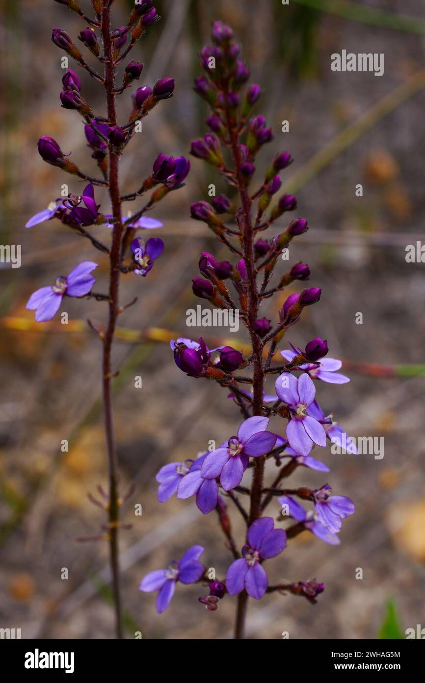 Flowering lovely triggerplant (Stylidum amoenum), widespread on the ...