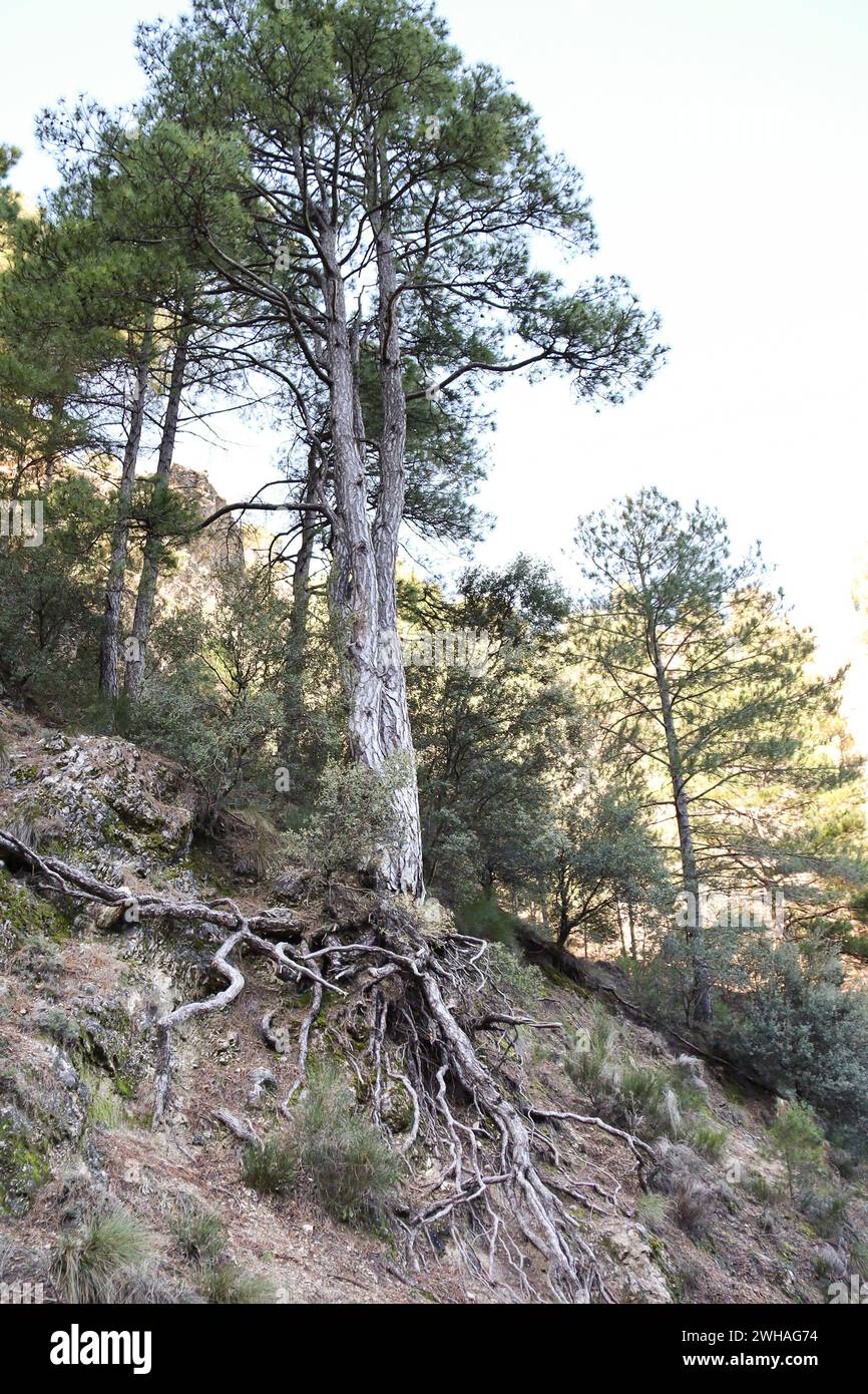 Pinus Nigra forest in the natural park of Sierra de Cazorla y Segura ...