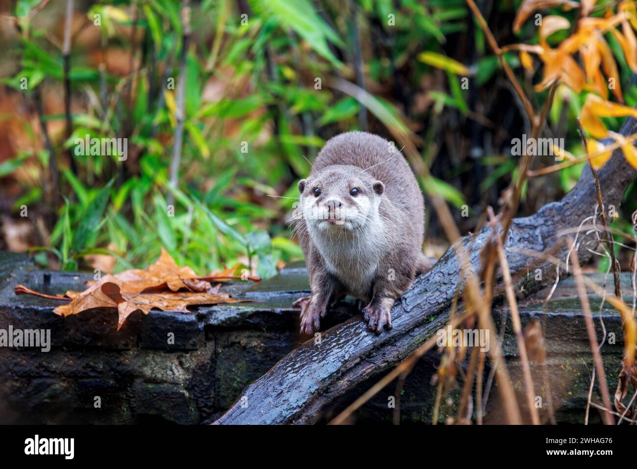 Oriental small-clawed otter, Aonyx cinereus, against green foliage ...