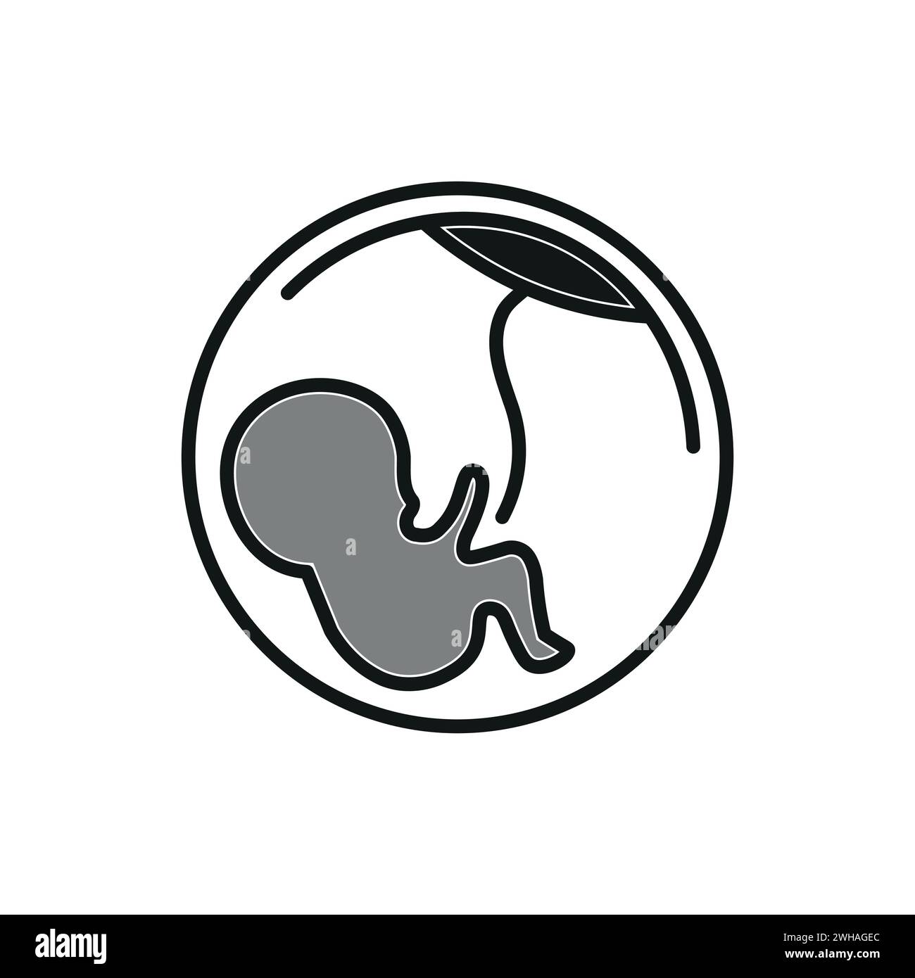 Female reproductive system body parts hi-res stock photography and ...