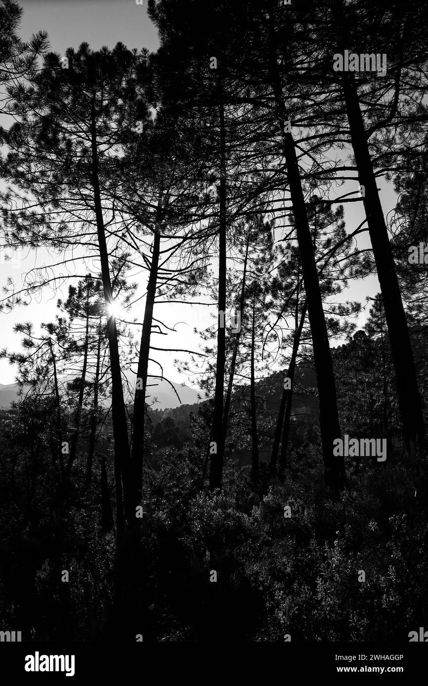 Pinus Nigra forest in the natural park of Sierra de Cazorla y Segura ...