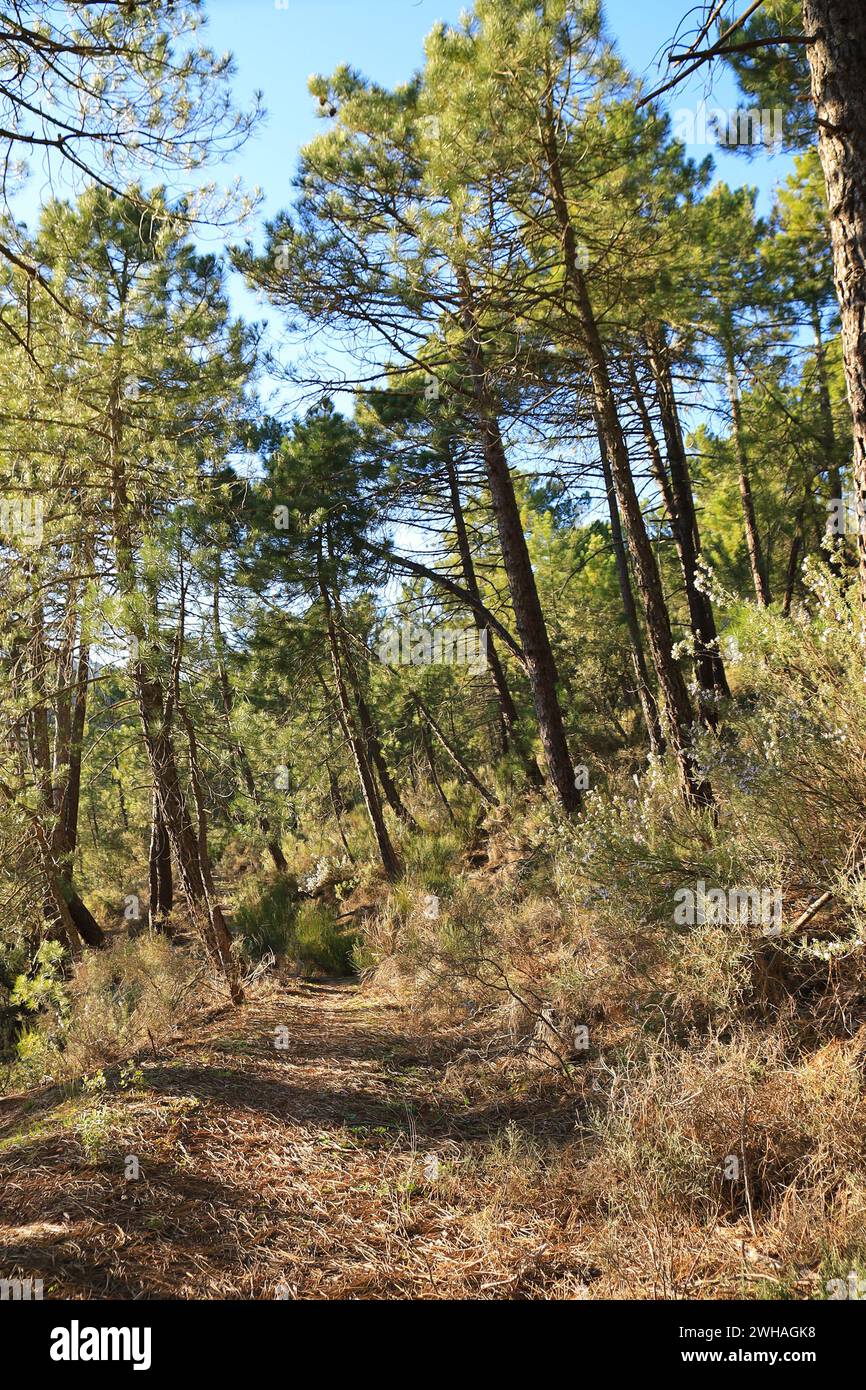 Pinus Nigra forest in the natural park of Sierra de Cazorla y Segura ...