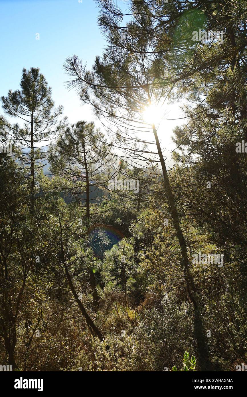Pinus Nigra forest in the natural park of Sierra de Cazorla y Segura ...
