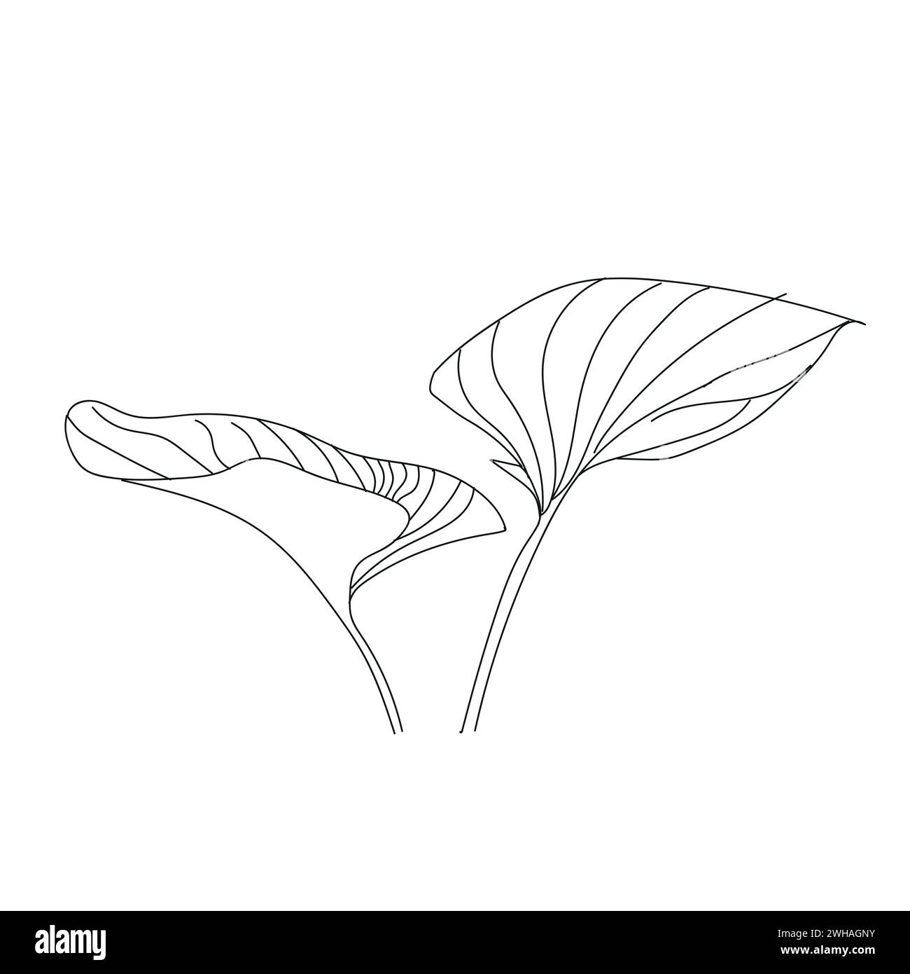 vector line art of lear and dragon fly with white background Stock ...