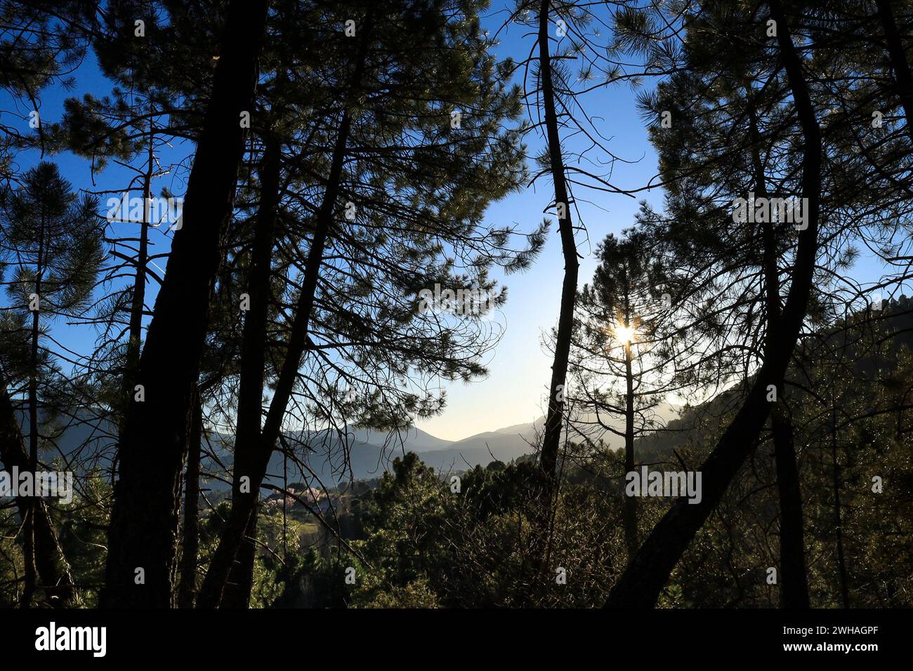 Pinus Nigra forest in the natural park of Sierra de Cazorla y Segura ...