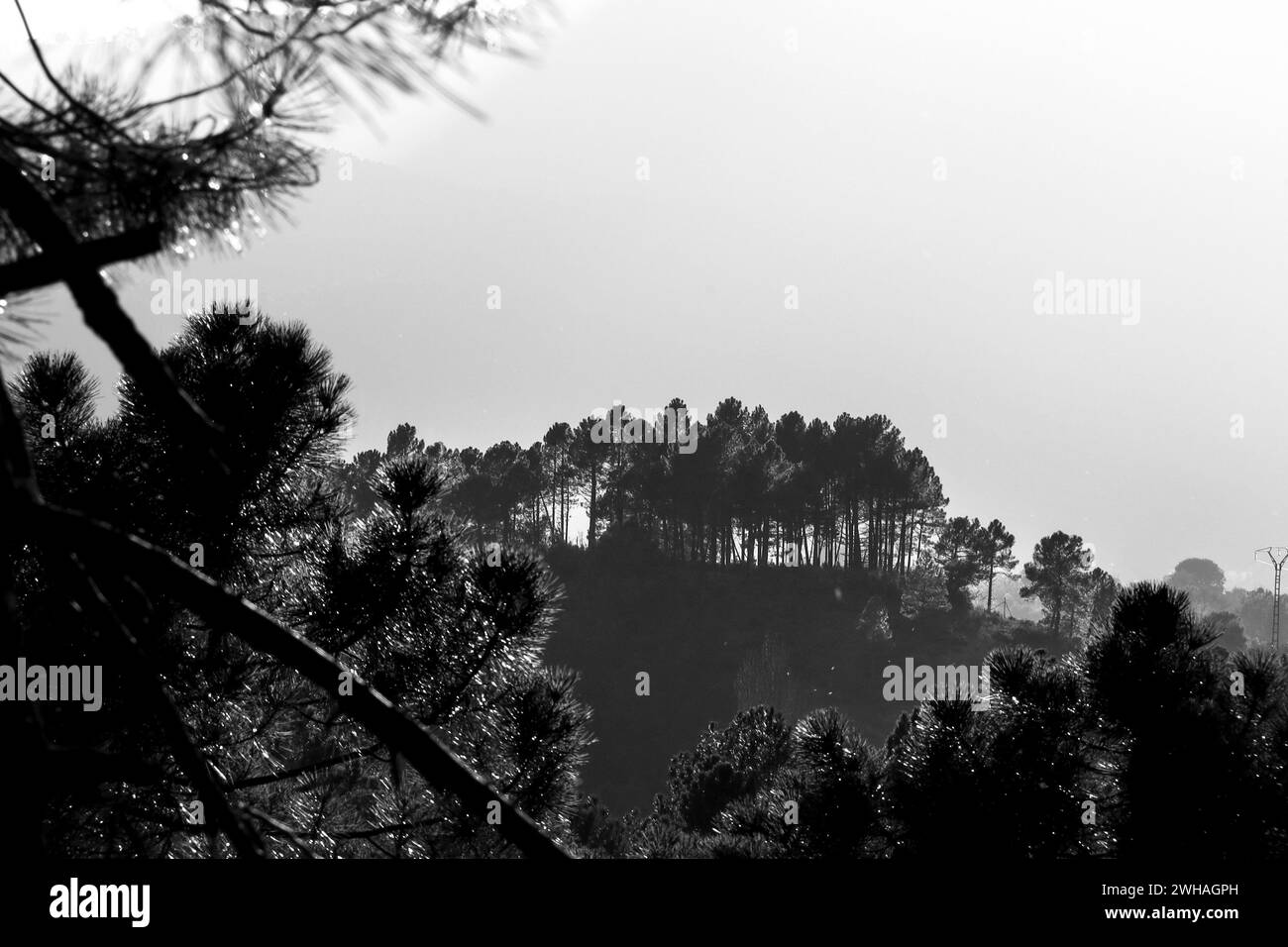 Pinus Nigra forest in the natural park of Sierra de Cazorla y Segura ...