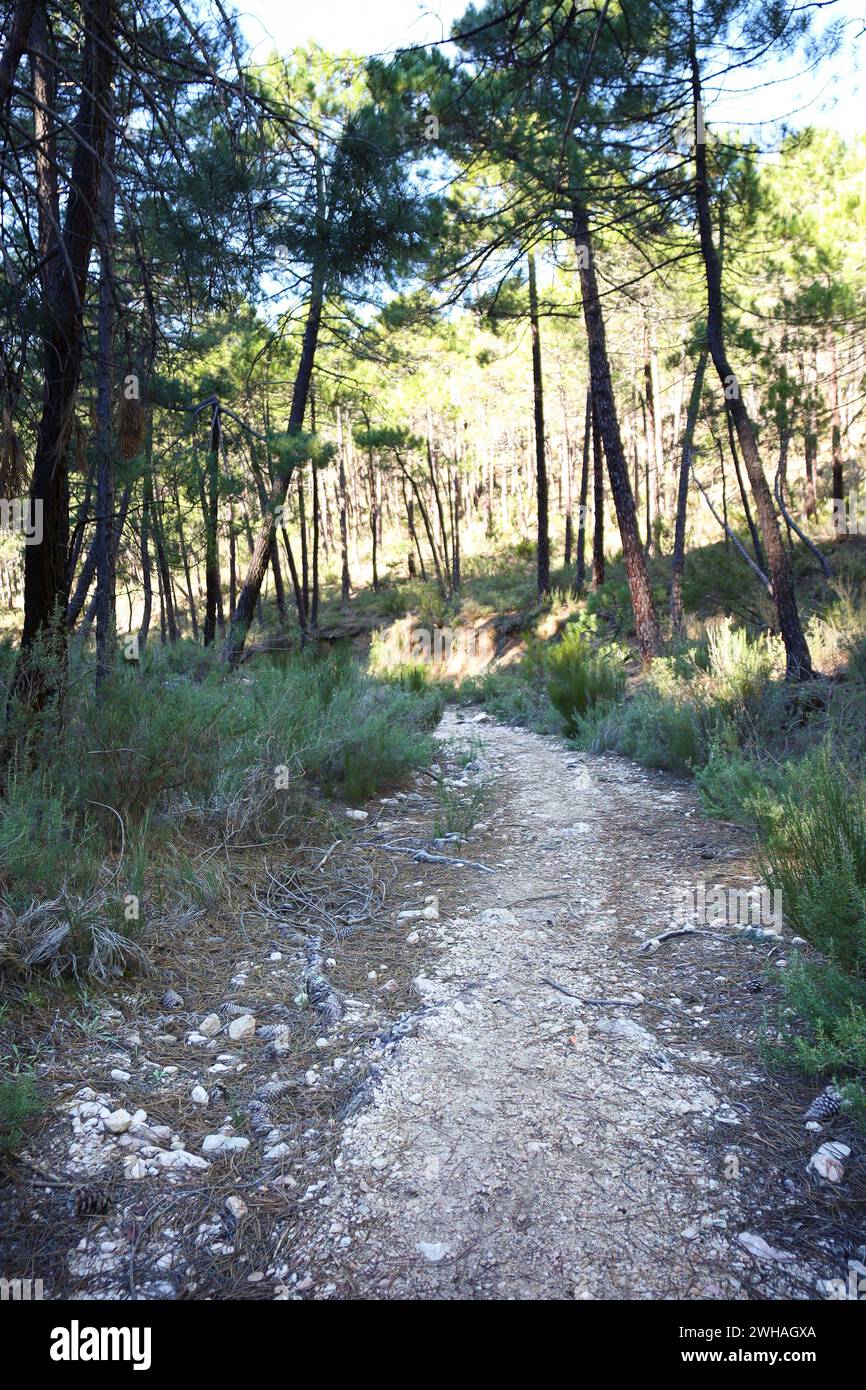 Pinus Nigra forest in the natural park of Sierra de Cazorla y Segura ...