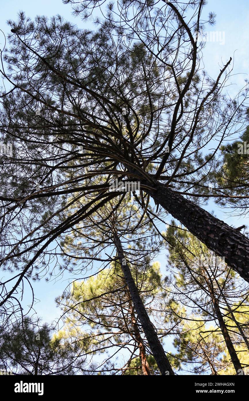 Pinus Nigra forest in the natural park of Sierra de Cazorla y Segura ...