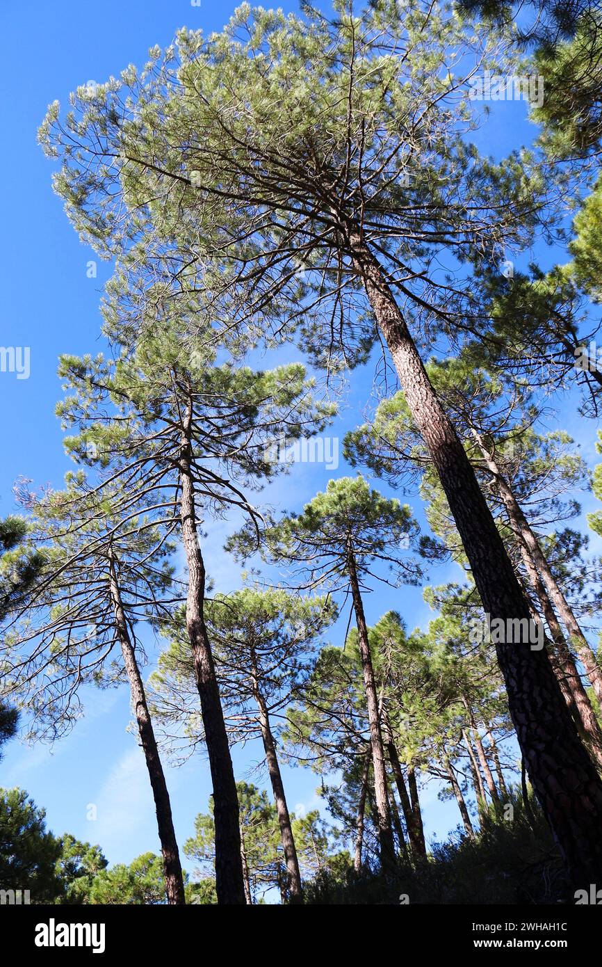 Pinus Nigra forest in the natural park of Sierra de Cazorla y Segura ...