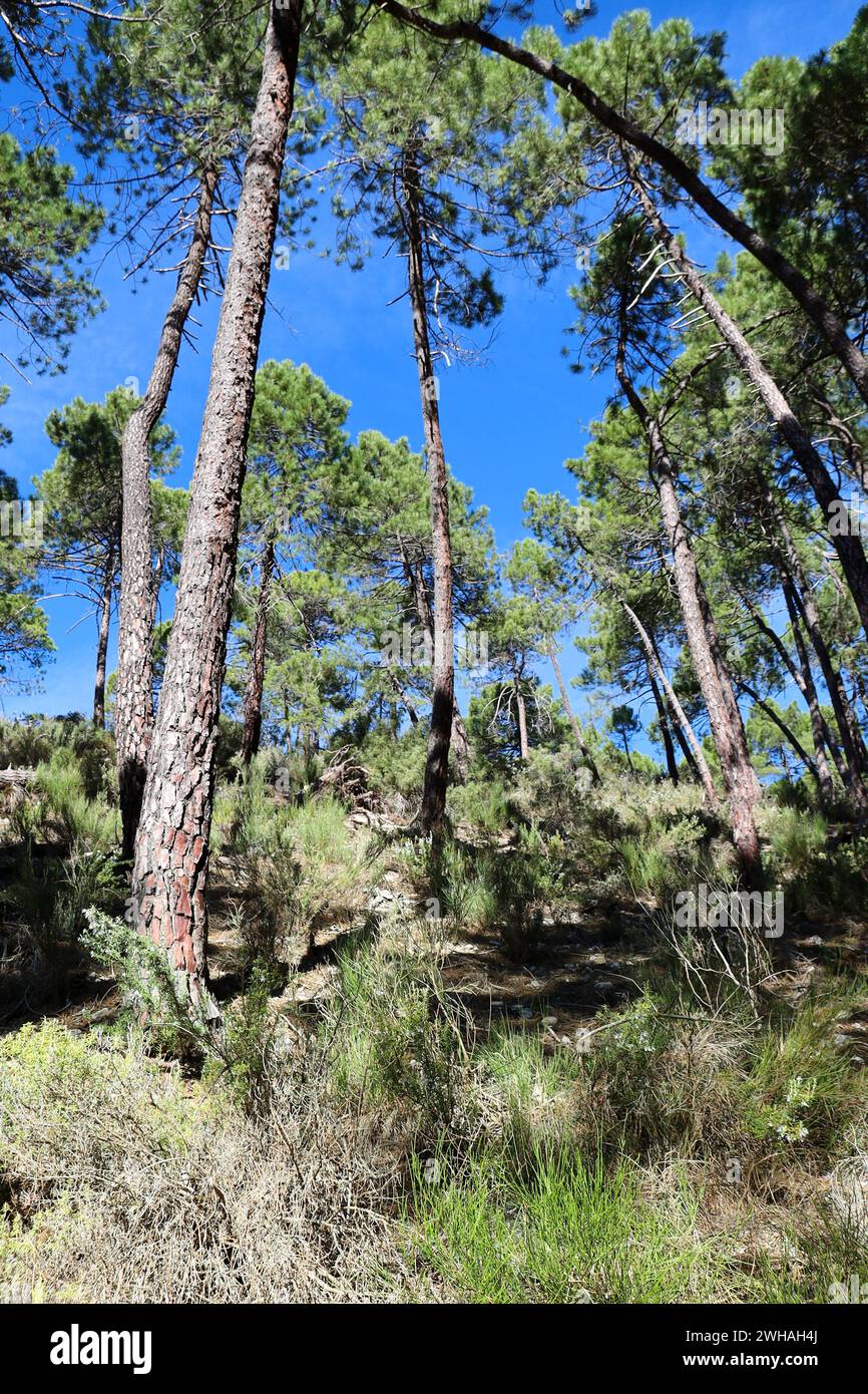 Pinus Nigra forest in the natural park of Sierra de Cazorla y Segura ...