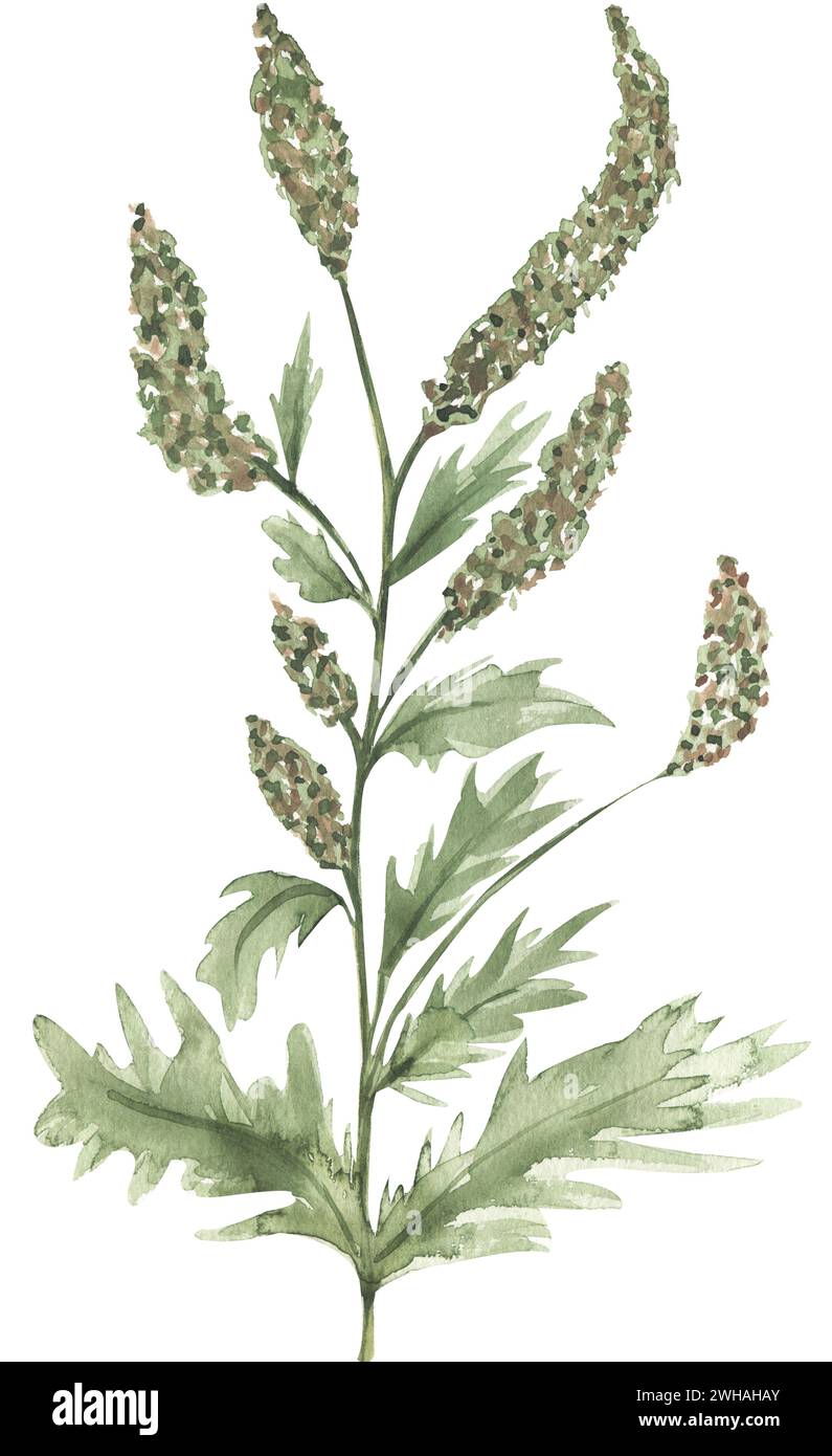Watercolor ragweed floral illustration, wildflower clipart, meadow ...