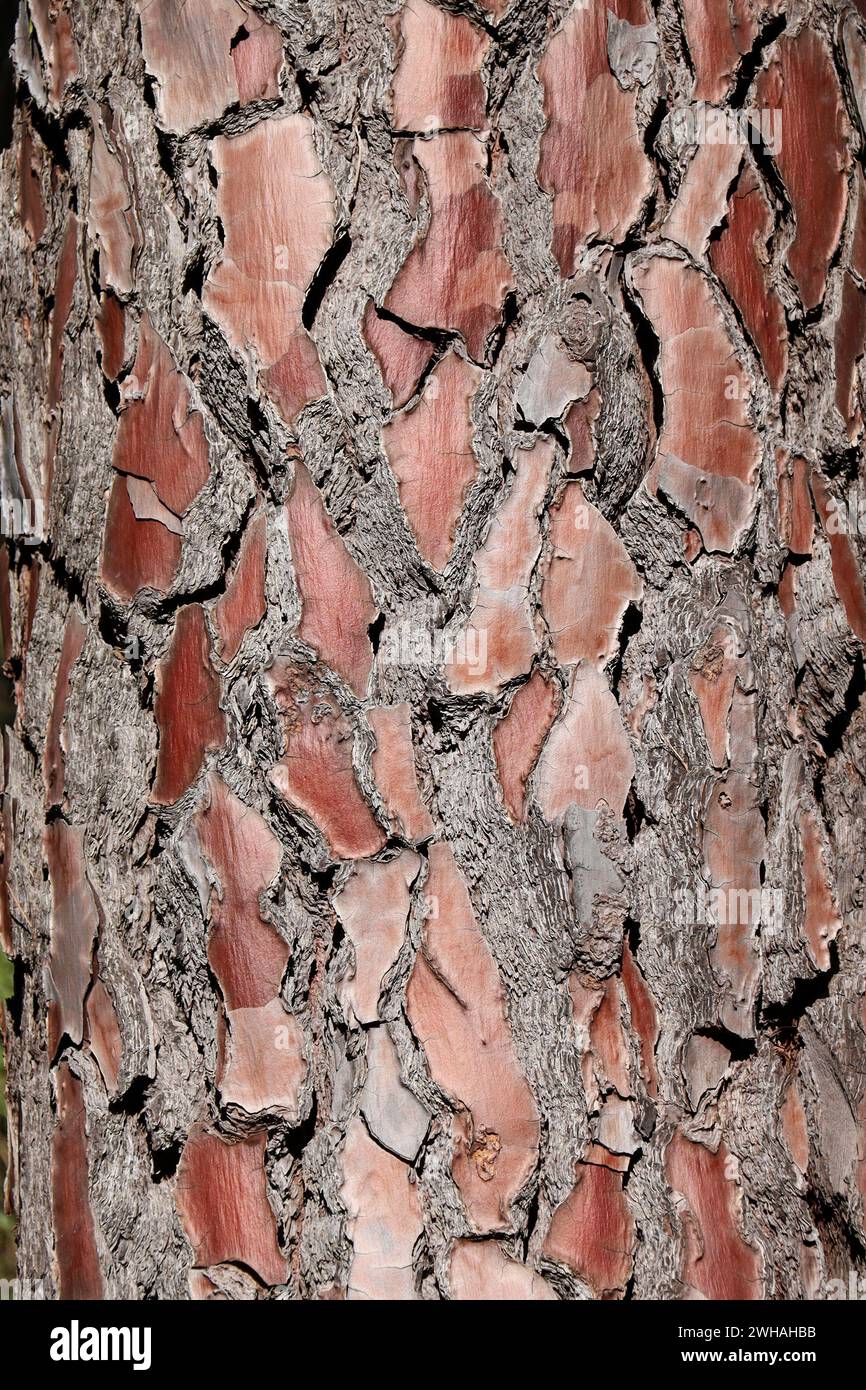 Pinus Nigra trunk and bark in the natural park of Sierra de Cazorla y ...