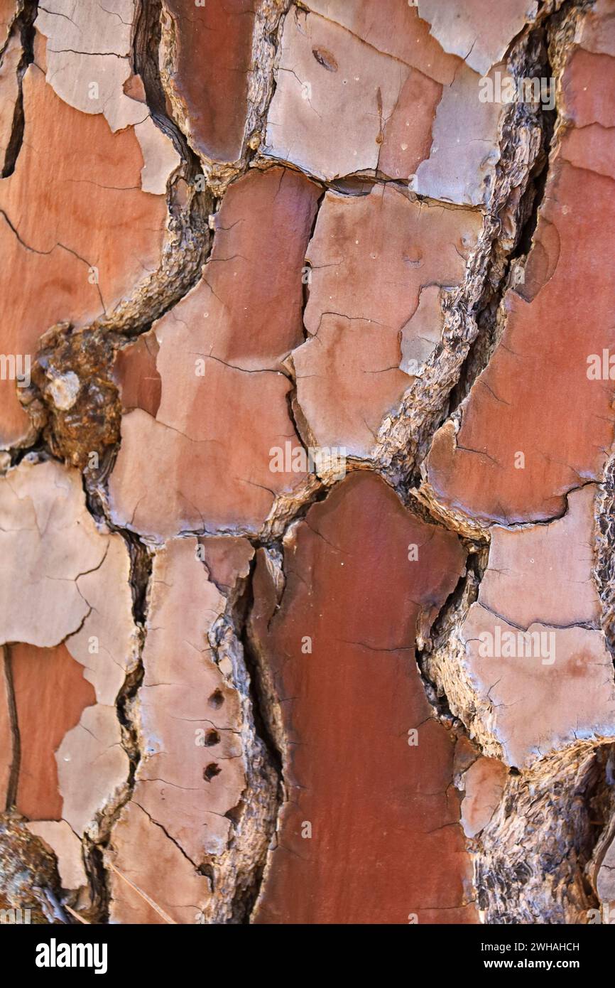 Pinus Nigra trunk and bark in the natural park of Sierra de Cazorla y ...