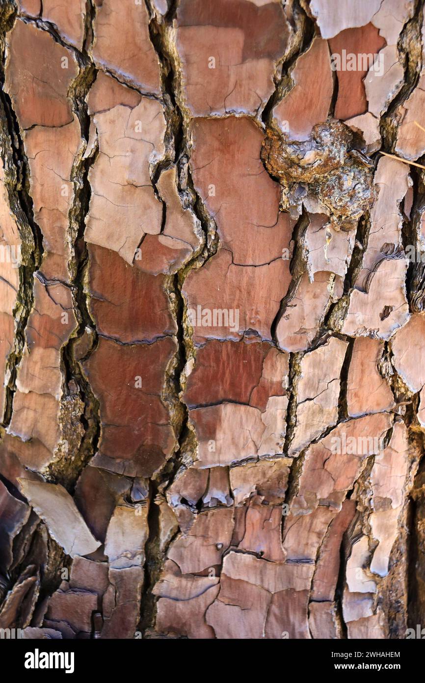 Pinus Nigra trunk and bark in the natural park of Sierra de Cazorla y ...