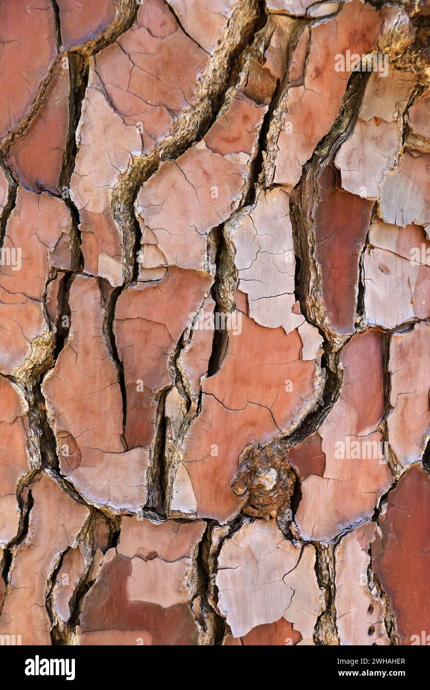Pinus Nigra trunk and bark in the natural park of Sierra de Cazorla y ...