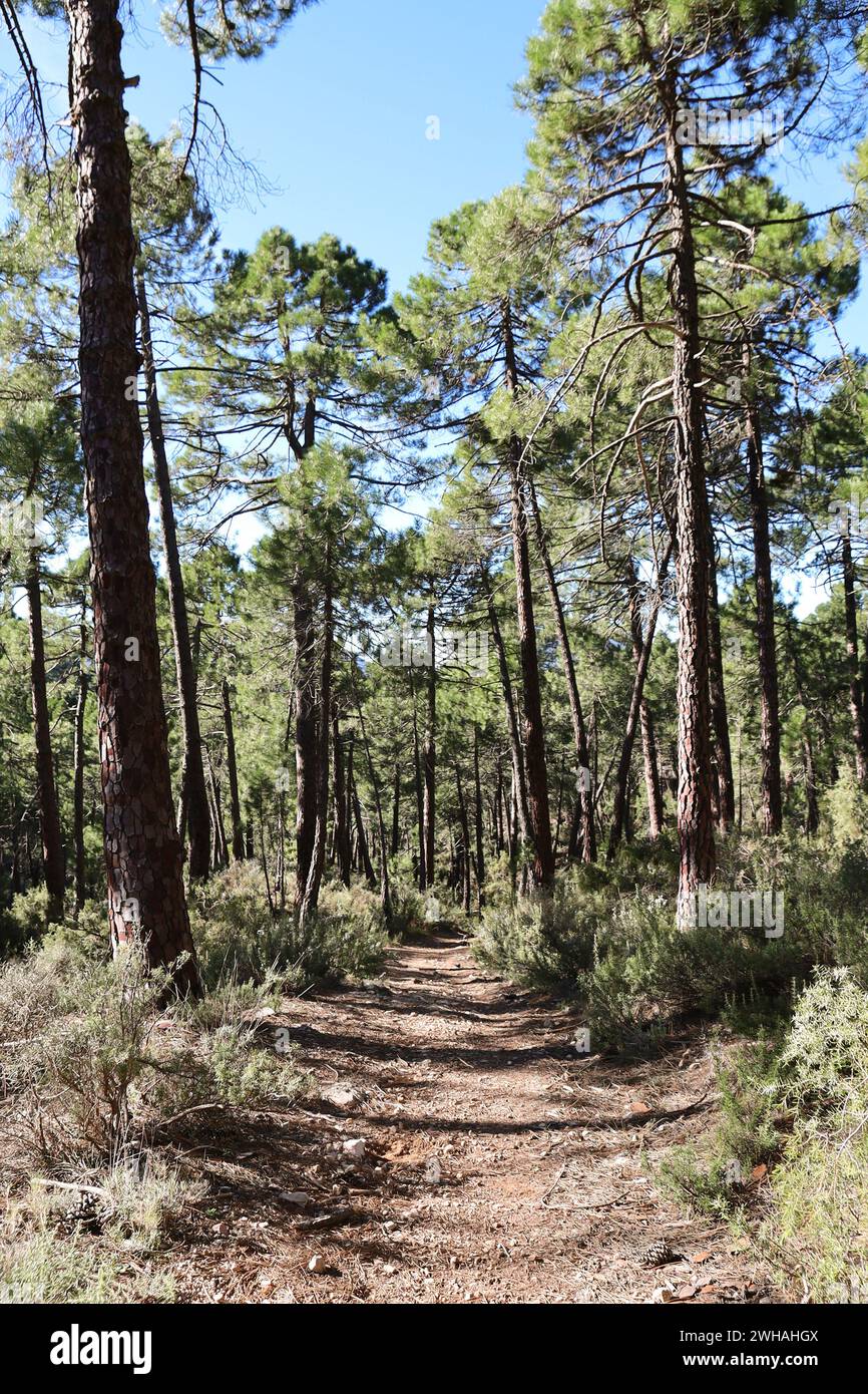 Pinus Nigra forest in the natural park of Sierra de Cazorla y Segura ...
