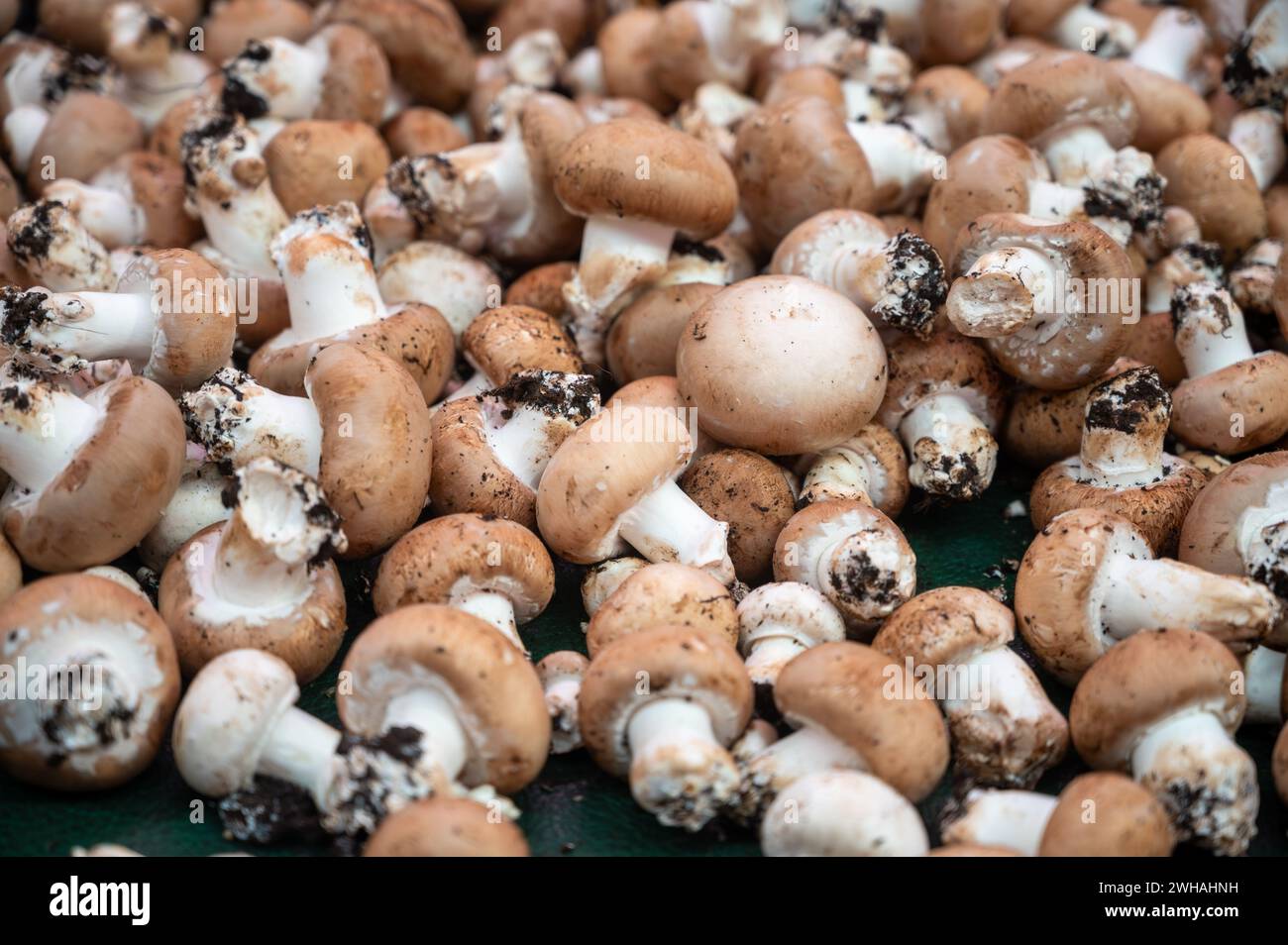 High quality French cave organic brown champignon mushrooms ready to ...