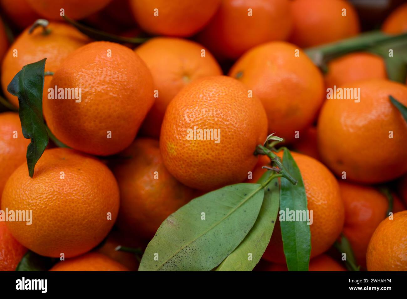 Fresh ripe organic Spanish mandarins citrus fruits on market close up ...