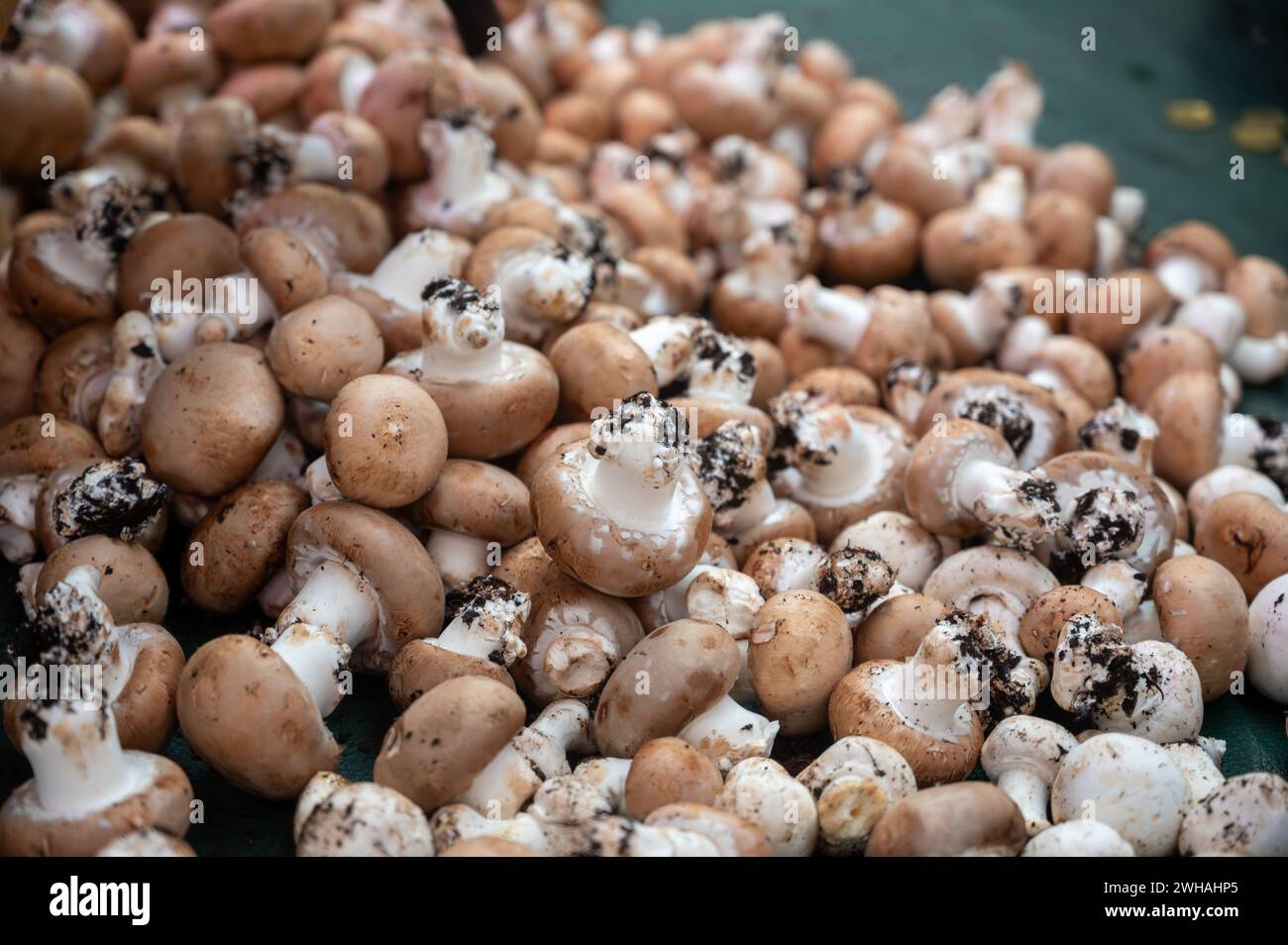 High quality French cave organic brown champignon mushrooms ready to ...