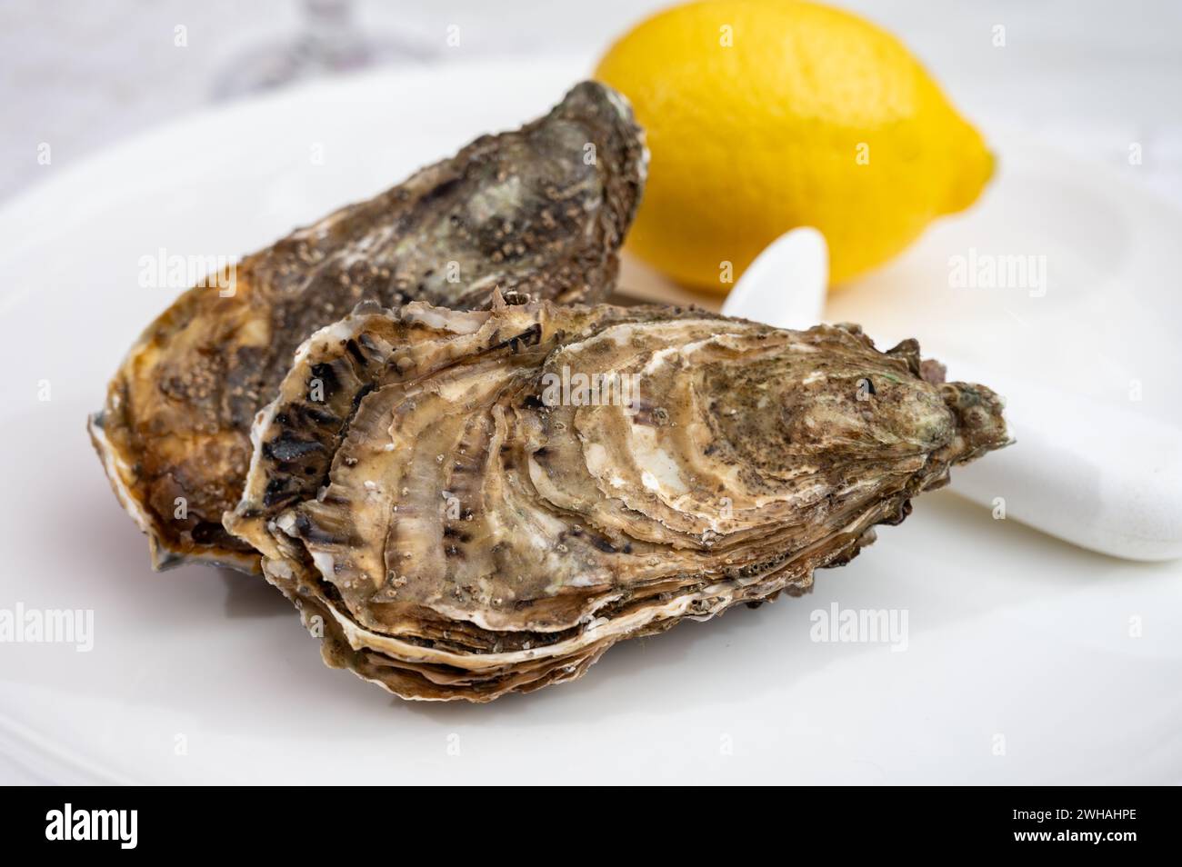 Fresh big alive french, dutch, pacific or japanese oysters molluscs ...