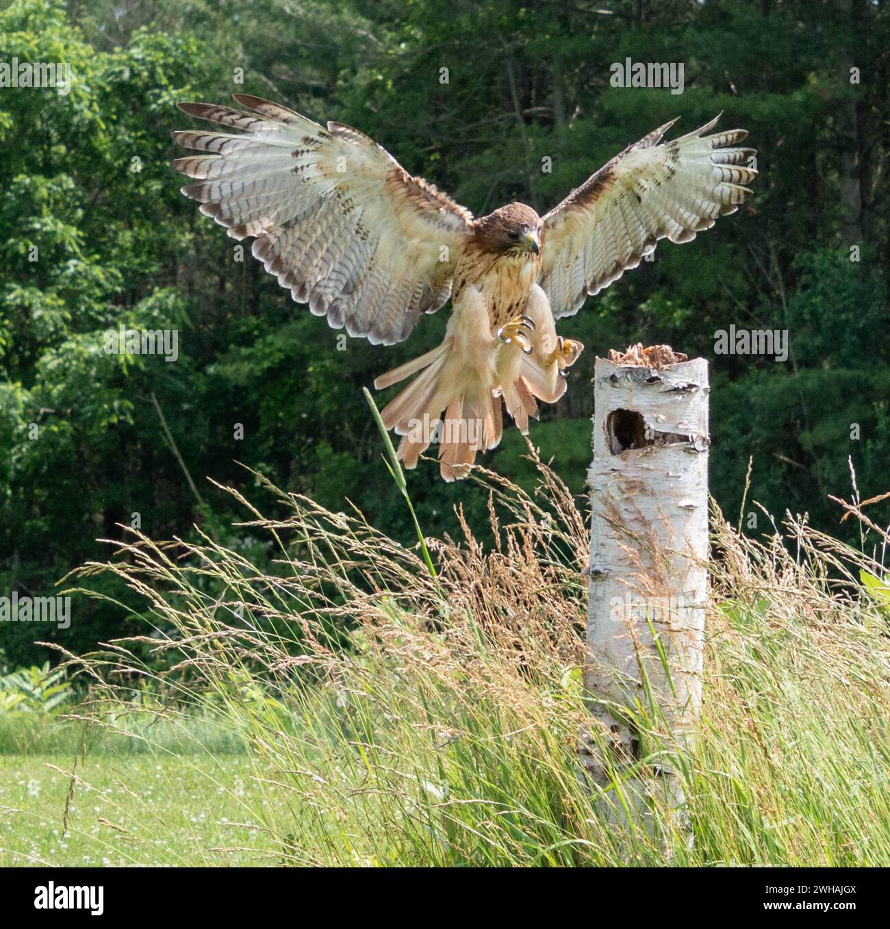 Buzzard buteo buteo wings wide hi-res stock photography and images - Alamy