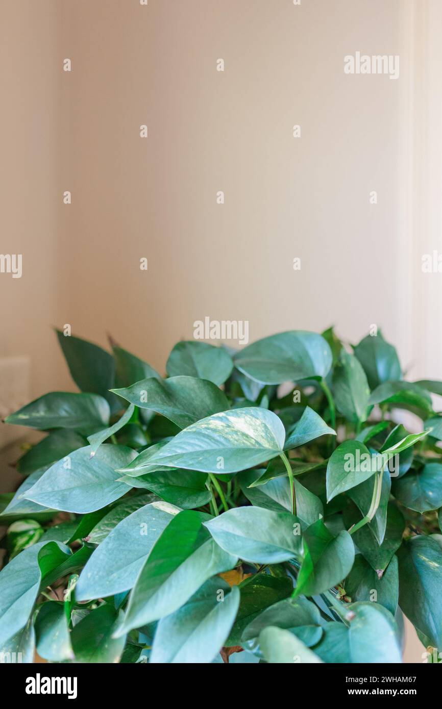 Pothos plant hi-res stock photography and images - Alamy