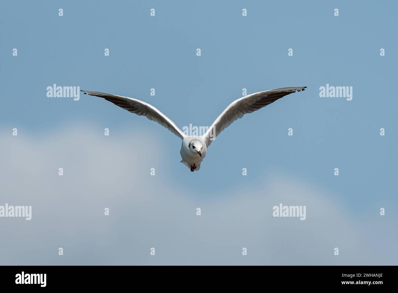 A black-headed gull Chroicocephalus ridibundus flying, blue sky, sunny ...