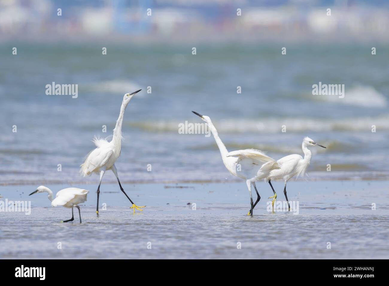 Two Little Egrets fighting on the beach, sunny day in northern France ...
