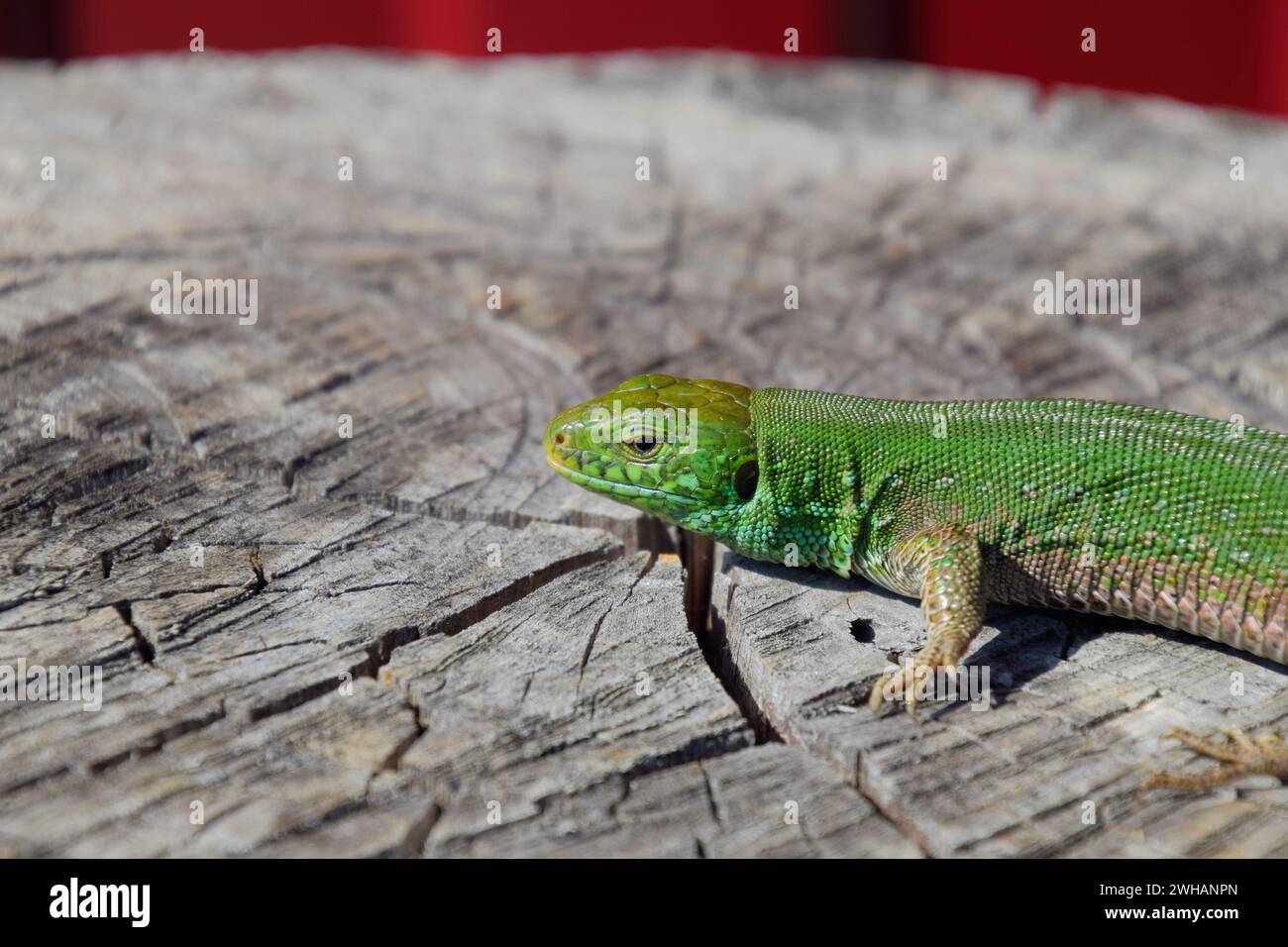 An ordinary quick green lizard. Lizard on the cut of a tree stum Stock ...