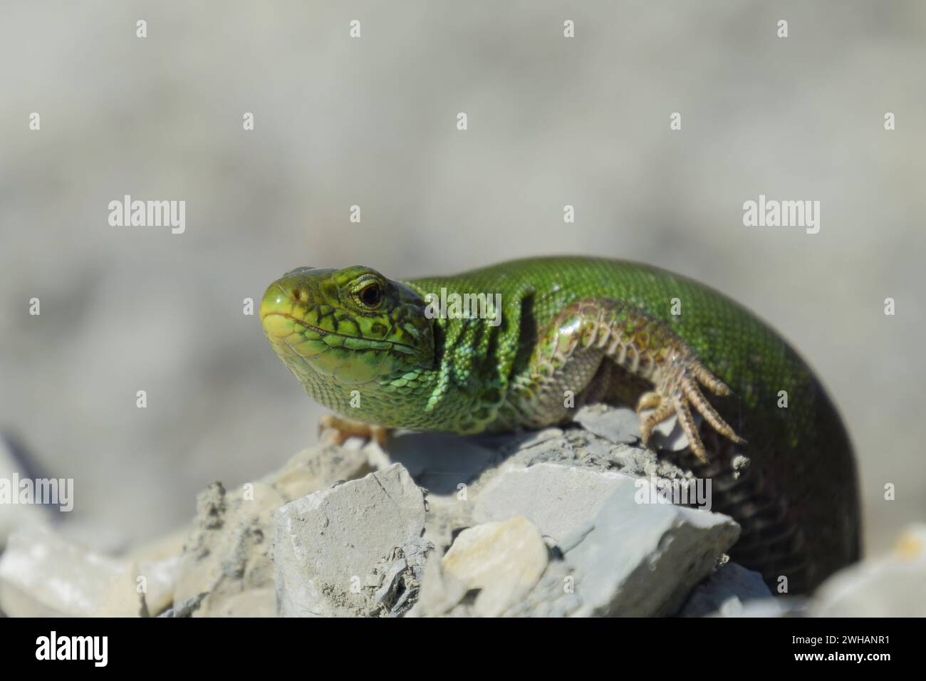 Sand lizard. An ordinary quick green lizard Stock Photo - Alamy