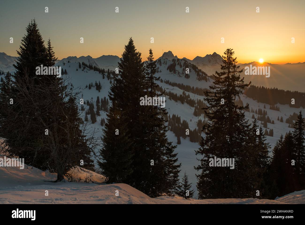 Golden winter sunset behind trees in the snowy swiss mountains Stock ...