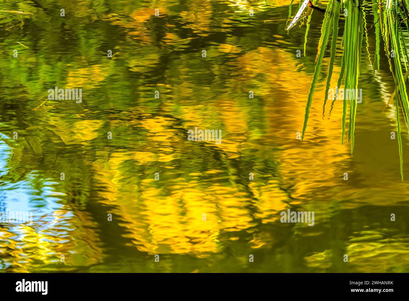 Pine Tree Water Reflection Garden Kinkaku-Ji Golden Pavilion TKy Stock ...